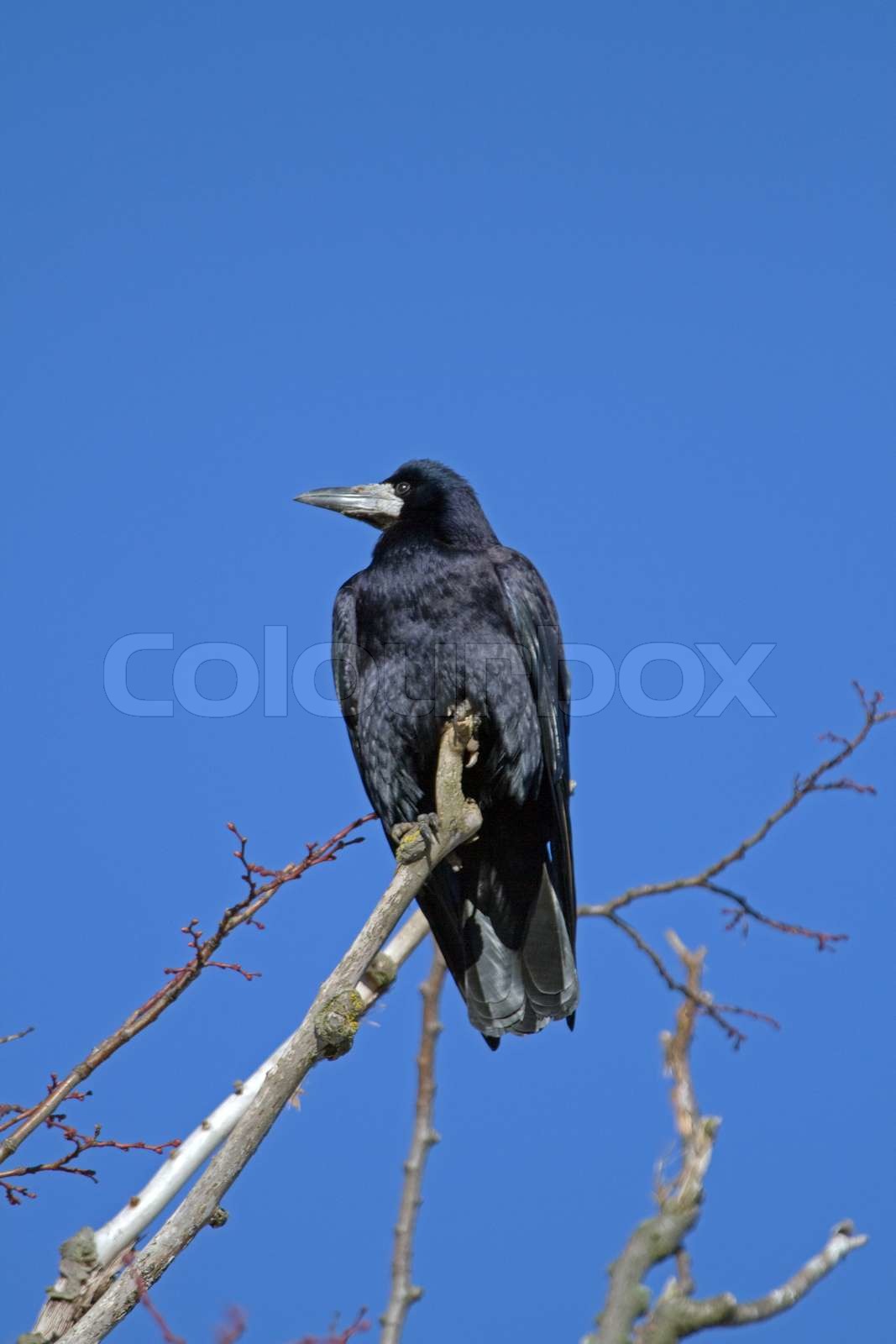 krage fugl på gren | Stock foto | Colourbox