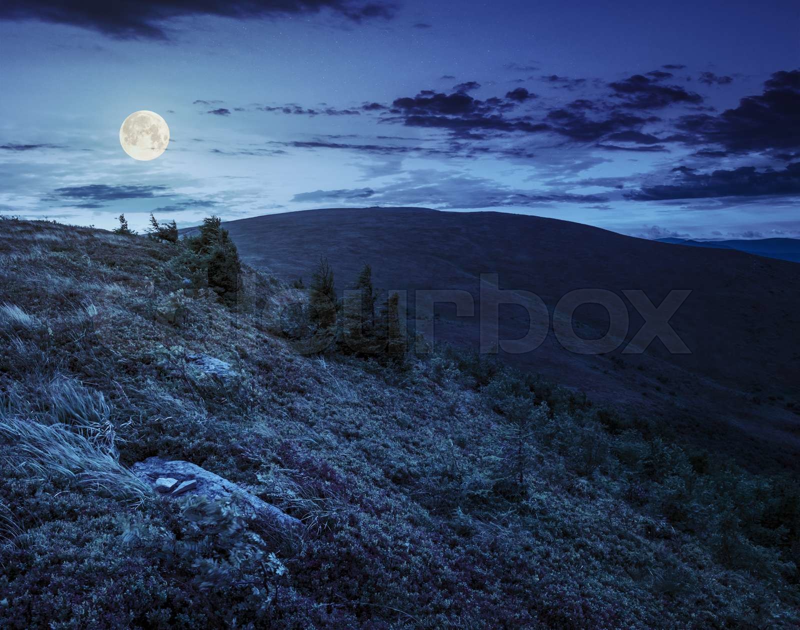 stones and conifer trees on hillside at night | Stock image | Colourbox