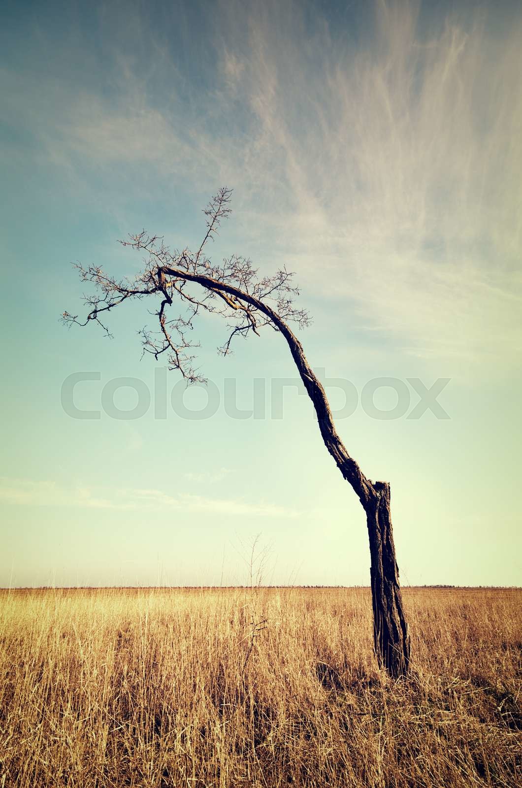 Lonely dead tree. | Stock image | Colourbox