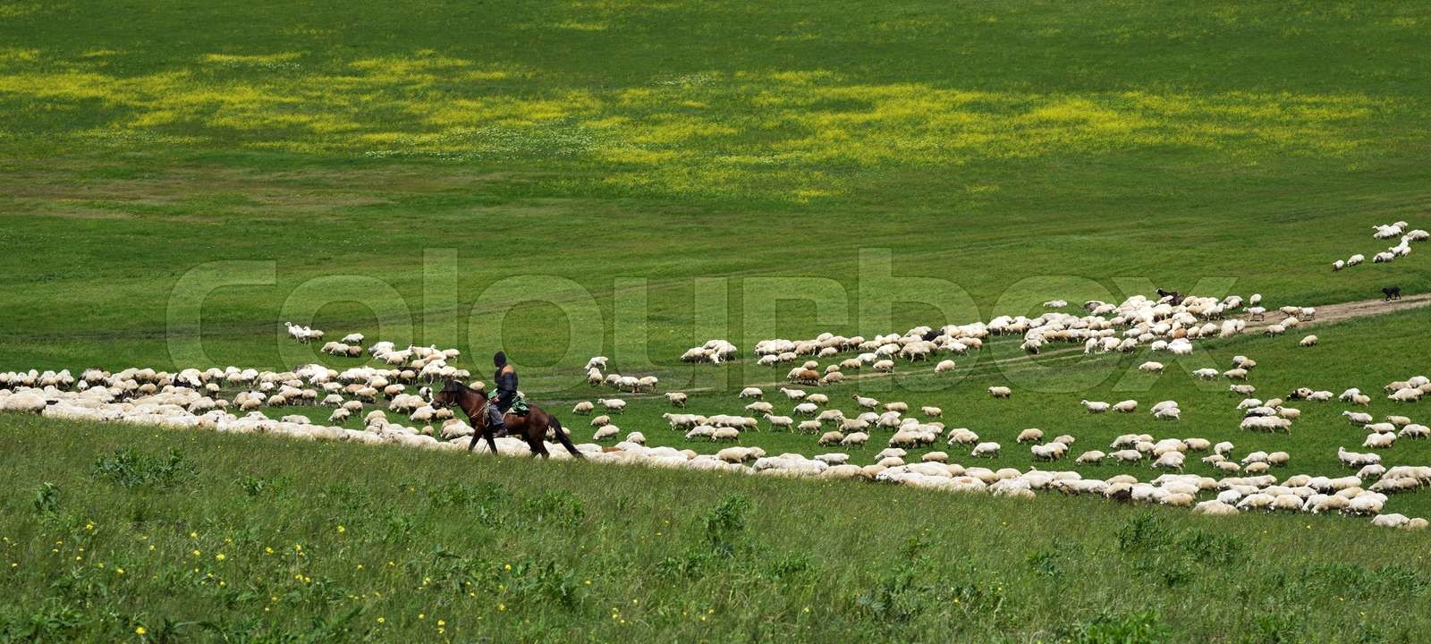 shepherd on horseback tending flock of sheep | Stock image | Colourbox