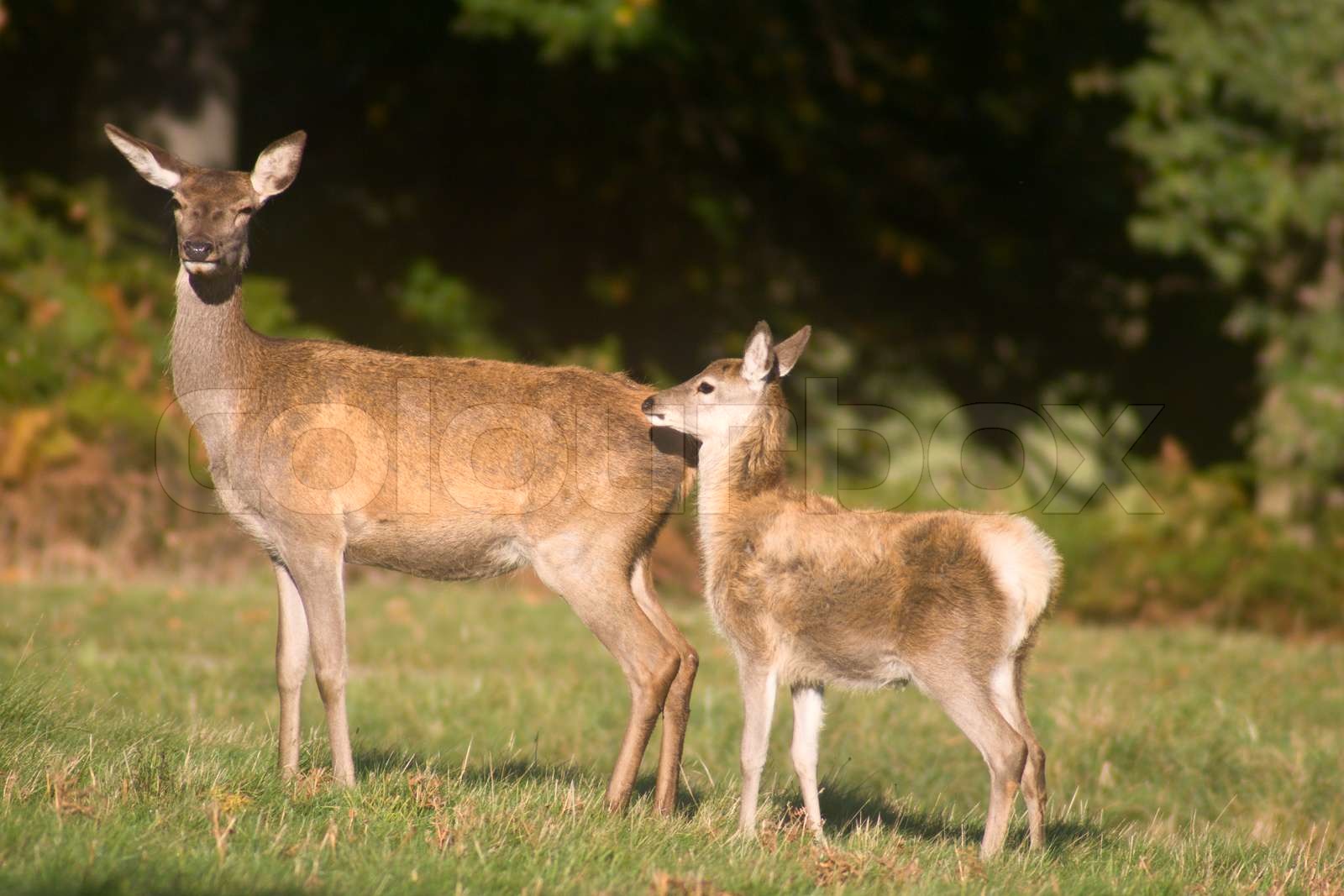 Mutter mit ihrem Baby Reh im Wald | Stock Bild | Colourbox