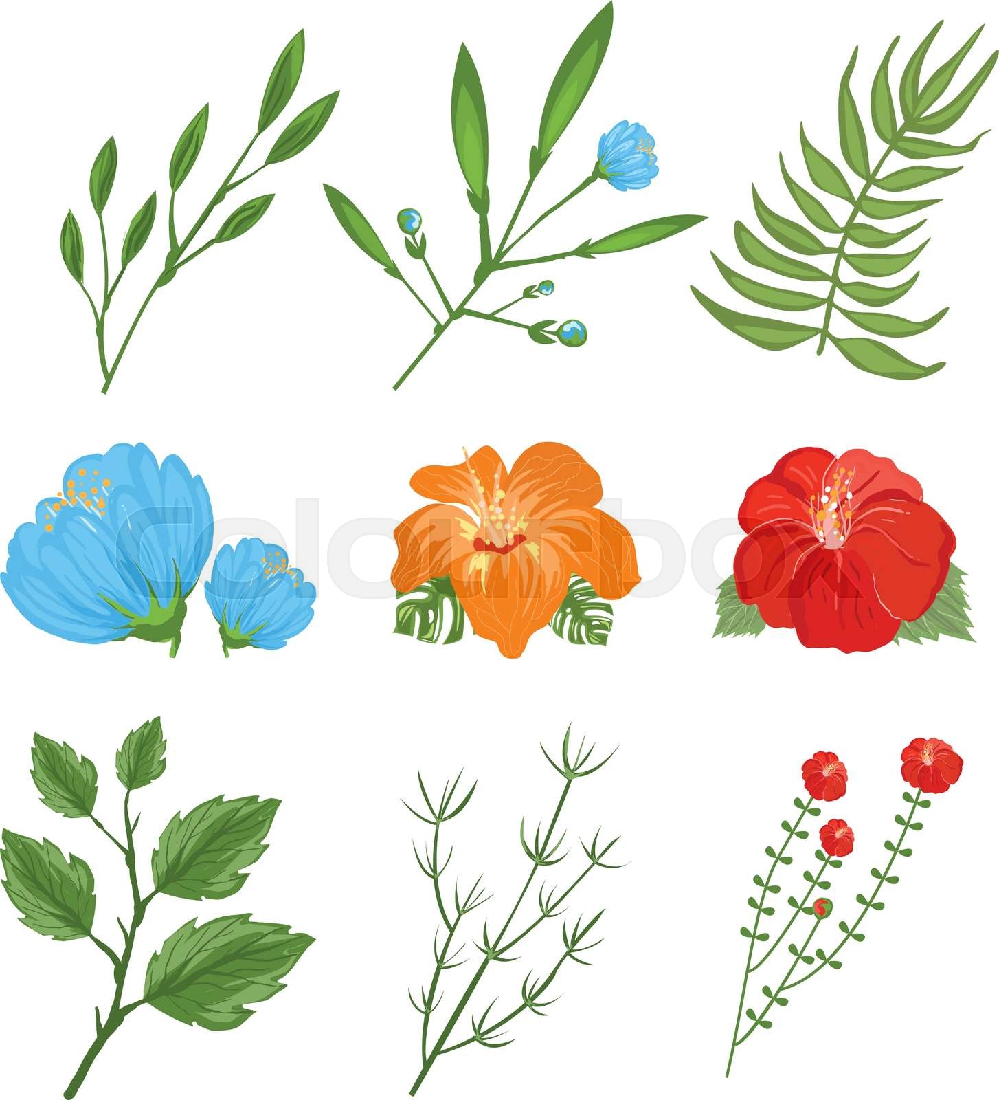 Set of traditional and tropical flowers | Stock vector | Colourbox