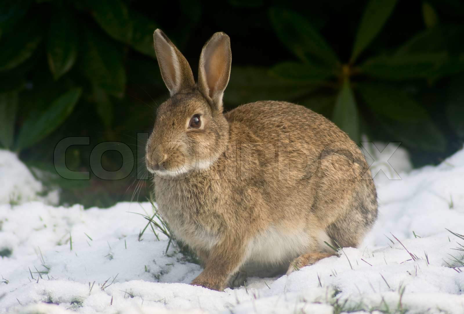 little wild rabbit sitting on snow | Stock image | Colourbox