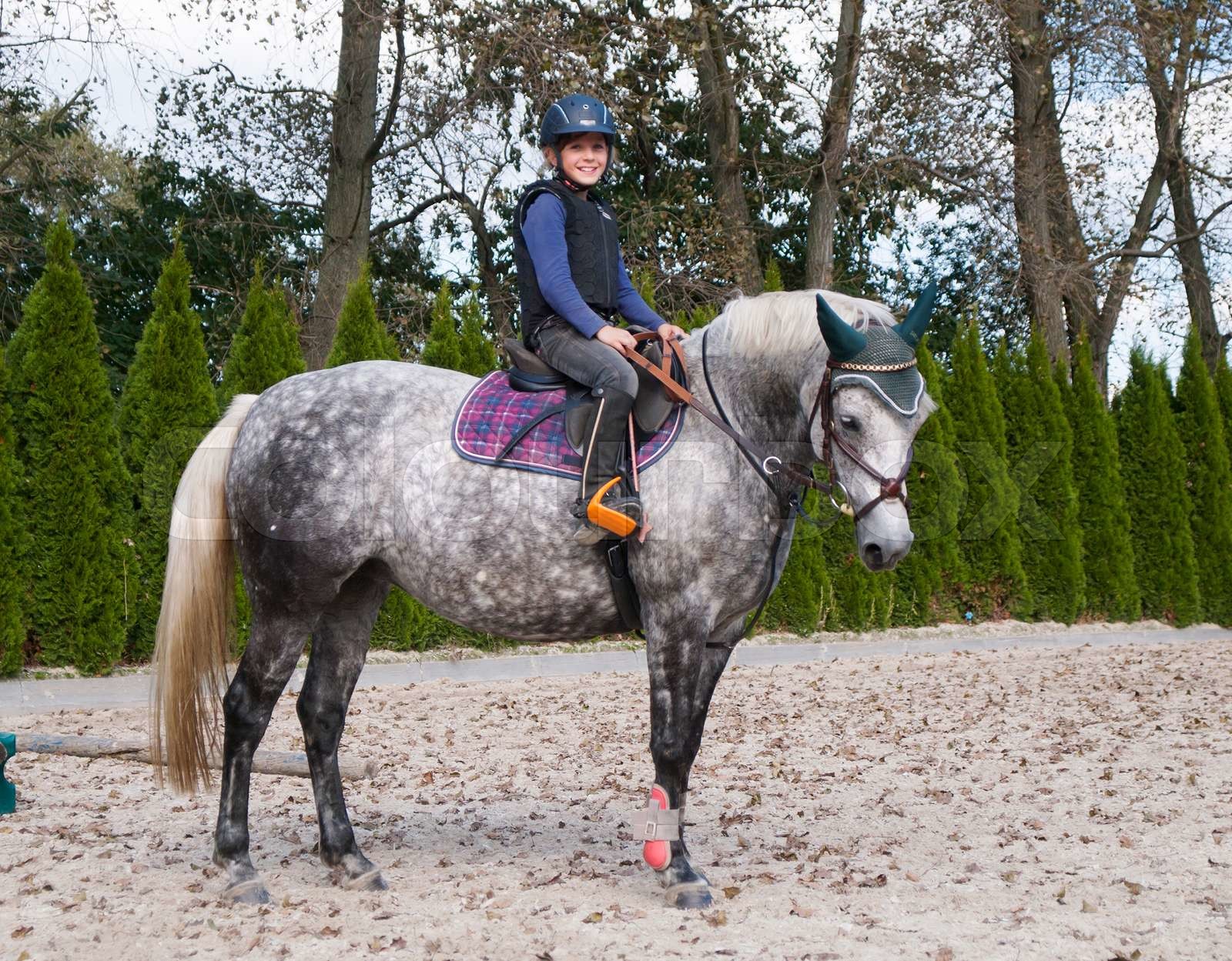Little girl riding on roan pony | Stock image | Colourbox