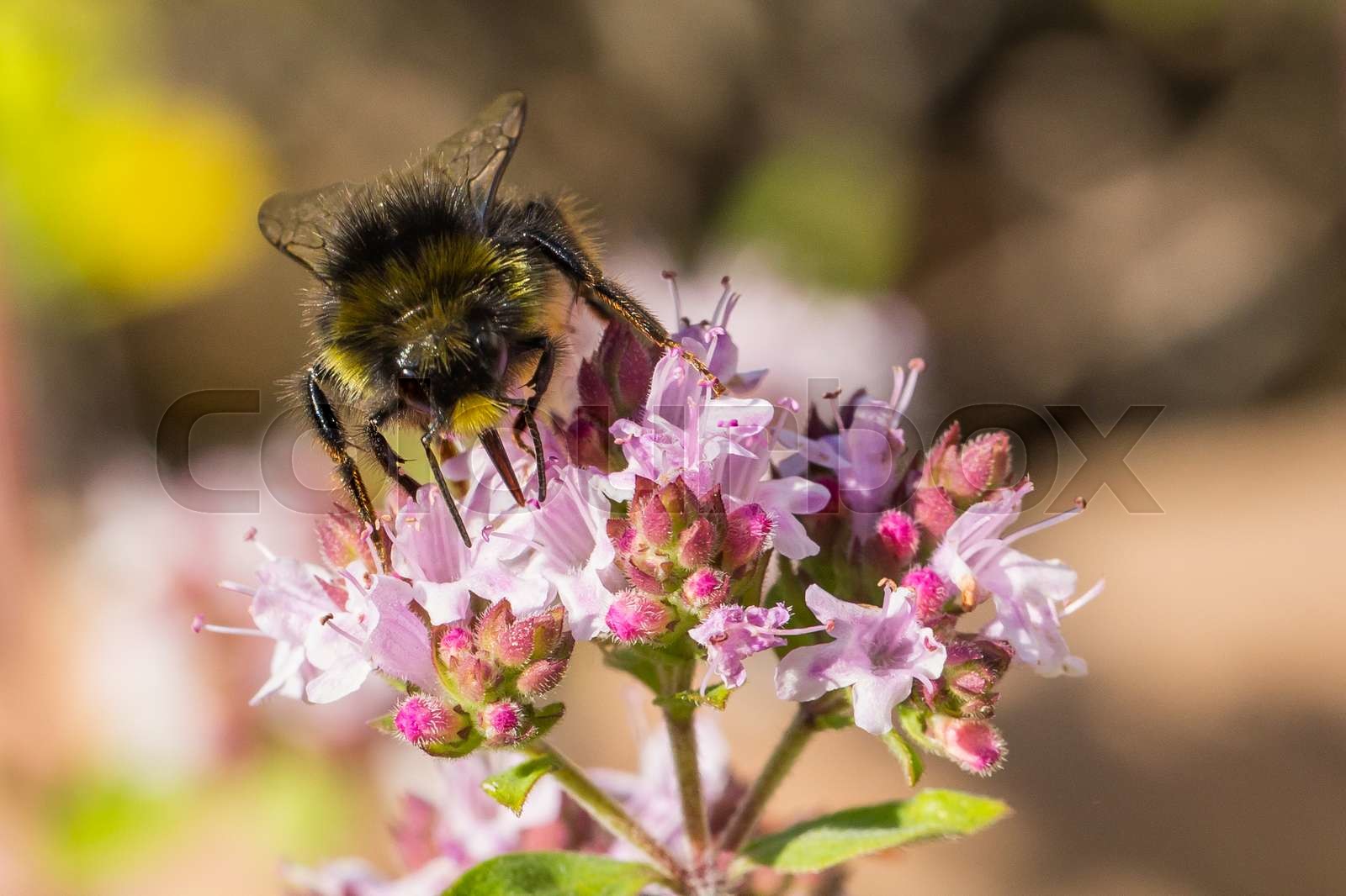 Humlebi i oregano blomster | Stock foto | Colourbox