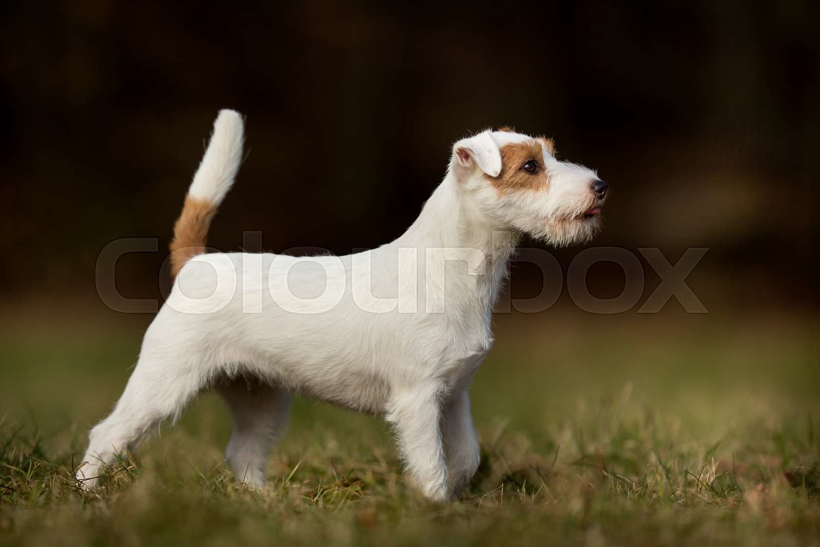 Purebred Jack Russell Terrier dog | Stock image | Colourbox