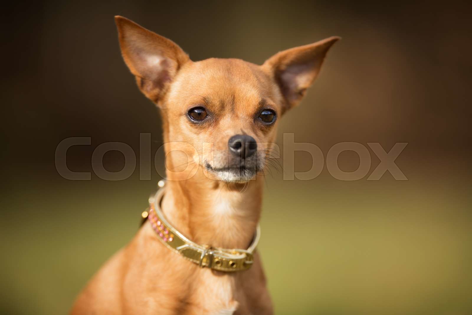 Purebred dog | Stock image | Colourbox