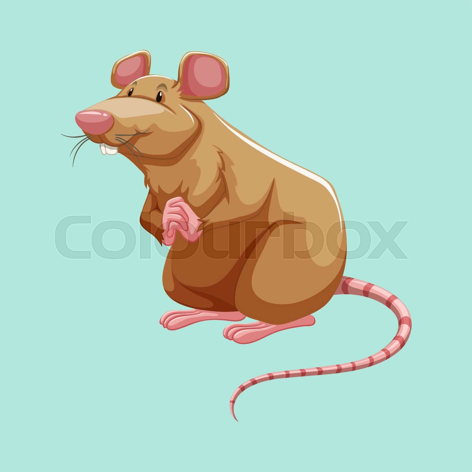 rotte, eksotisk, tegning | Stock vektor | Colourbox