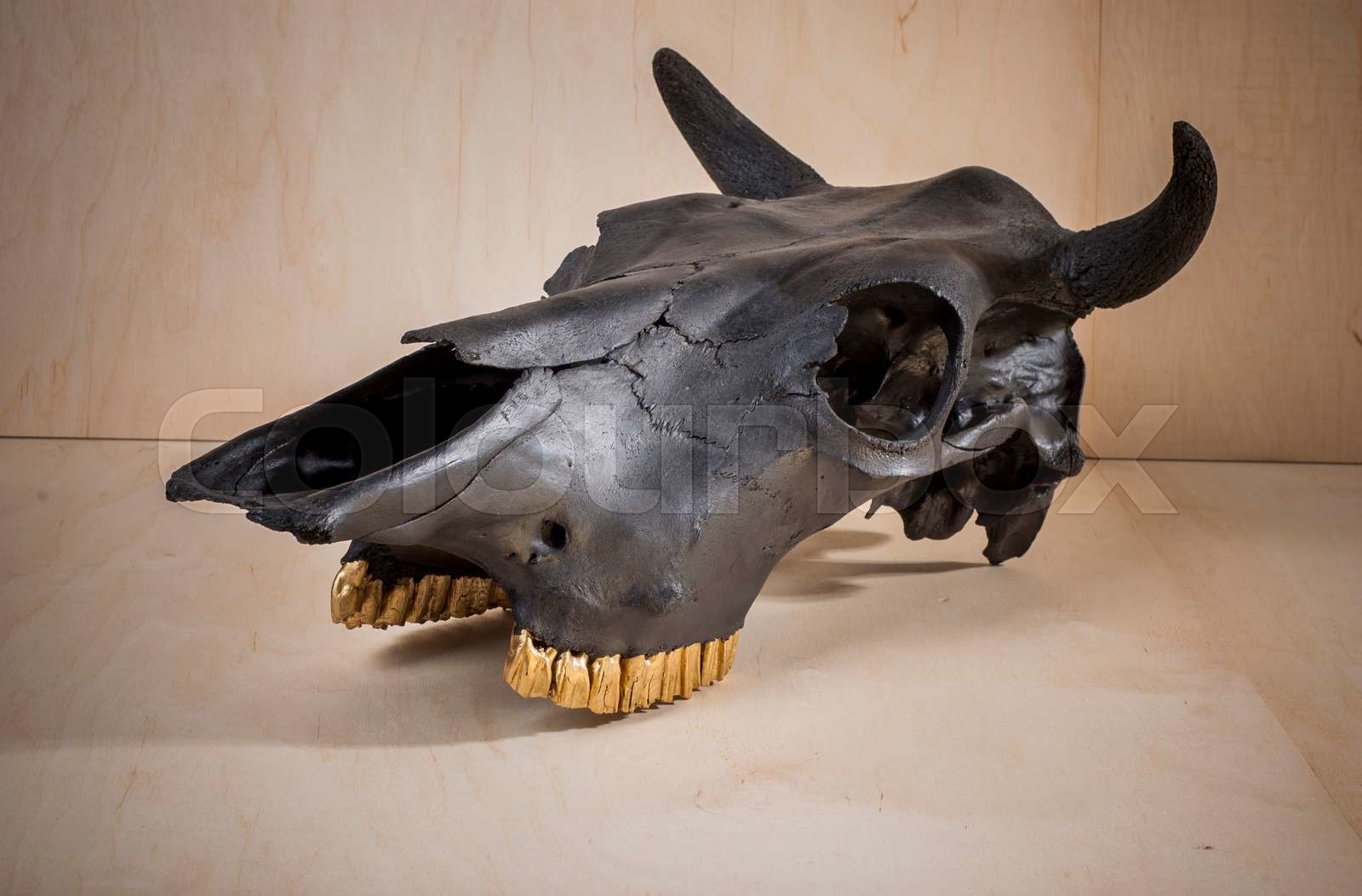 bulls skull | Stock image | Colourbox