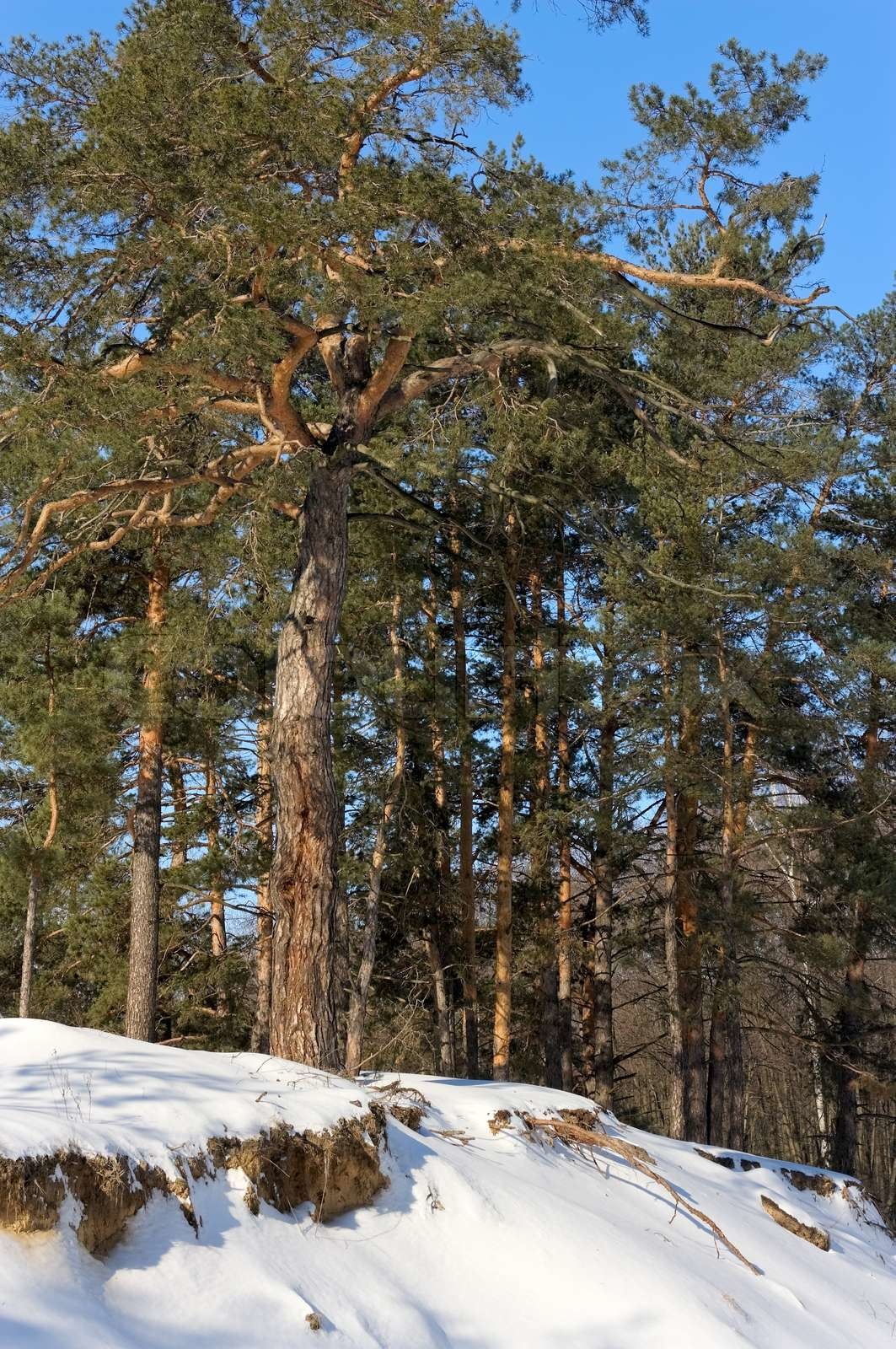 Landschaft mit Pinien Winter. | Stock Bild | Colourbox