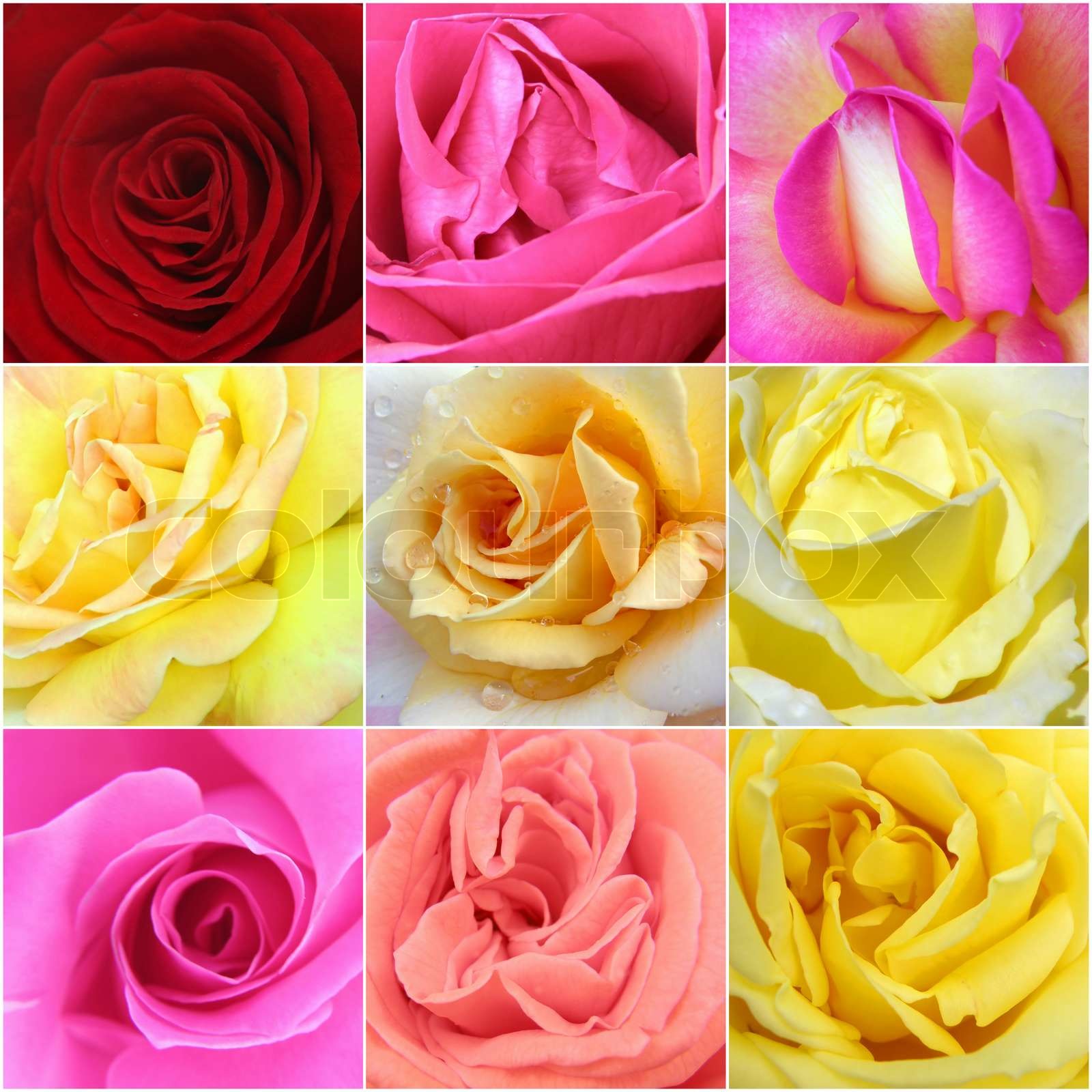 Schöne Collage von Rosen aus neun Fotos | Stock Bild | Colourbox