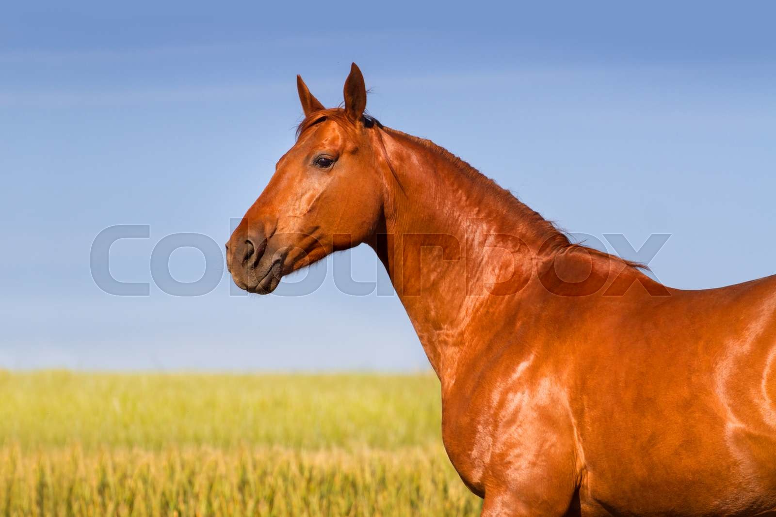 Red horse portrait outdoor | Stock image | Colourbox