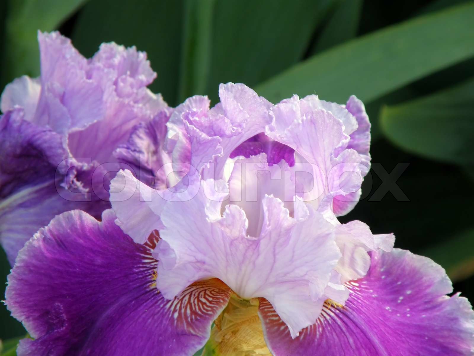 Beautiful flower of an iris | Stock image | Colourbox