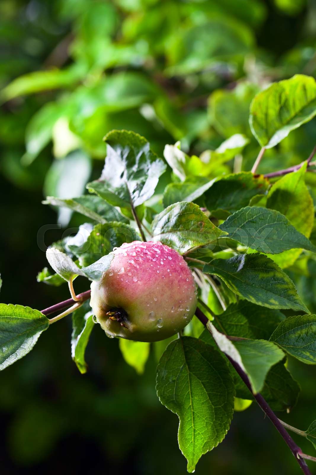 apple after rain | Stock image | Colourbox