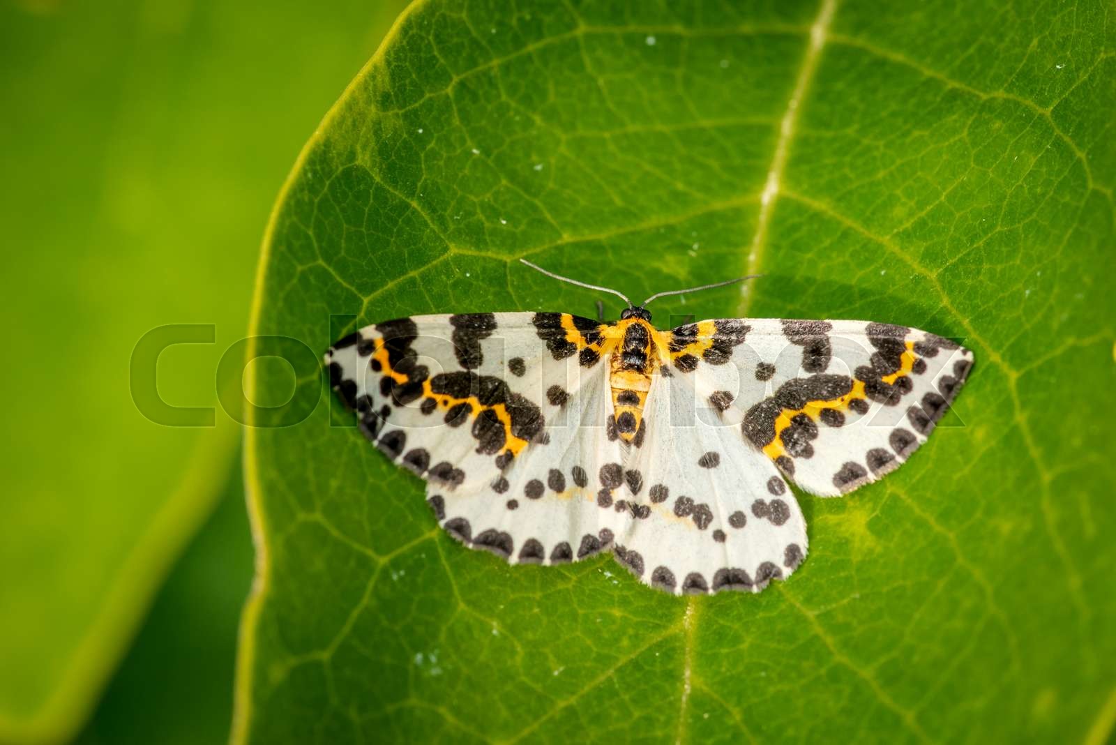 Hvid sommerfugl med sorte og gule pletter | Stock foto | Colourbox
