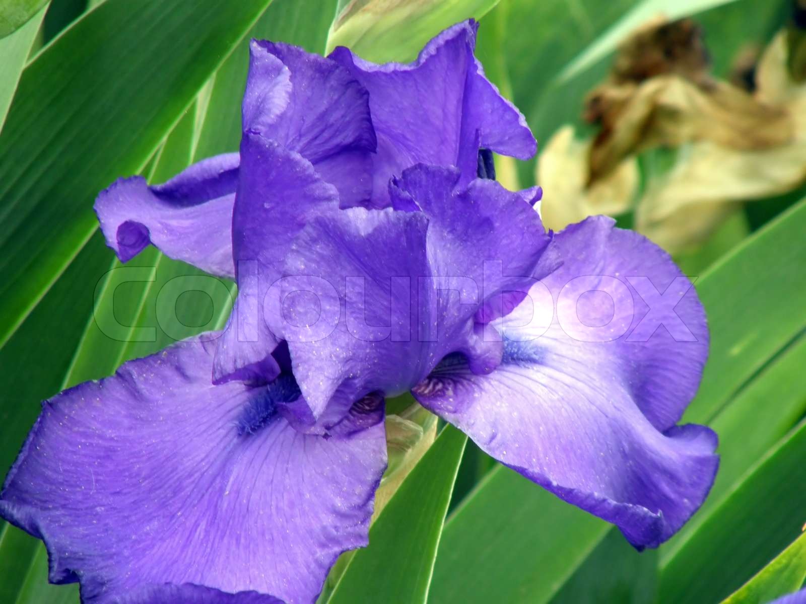 Beautiful flower of an iris | Stock image | Colourbox