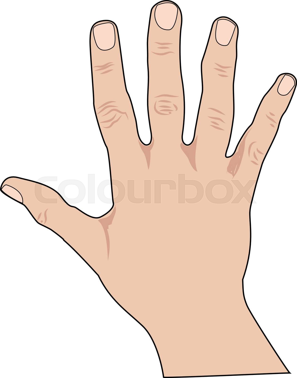 HAND | Stock vector | Colourbox