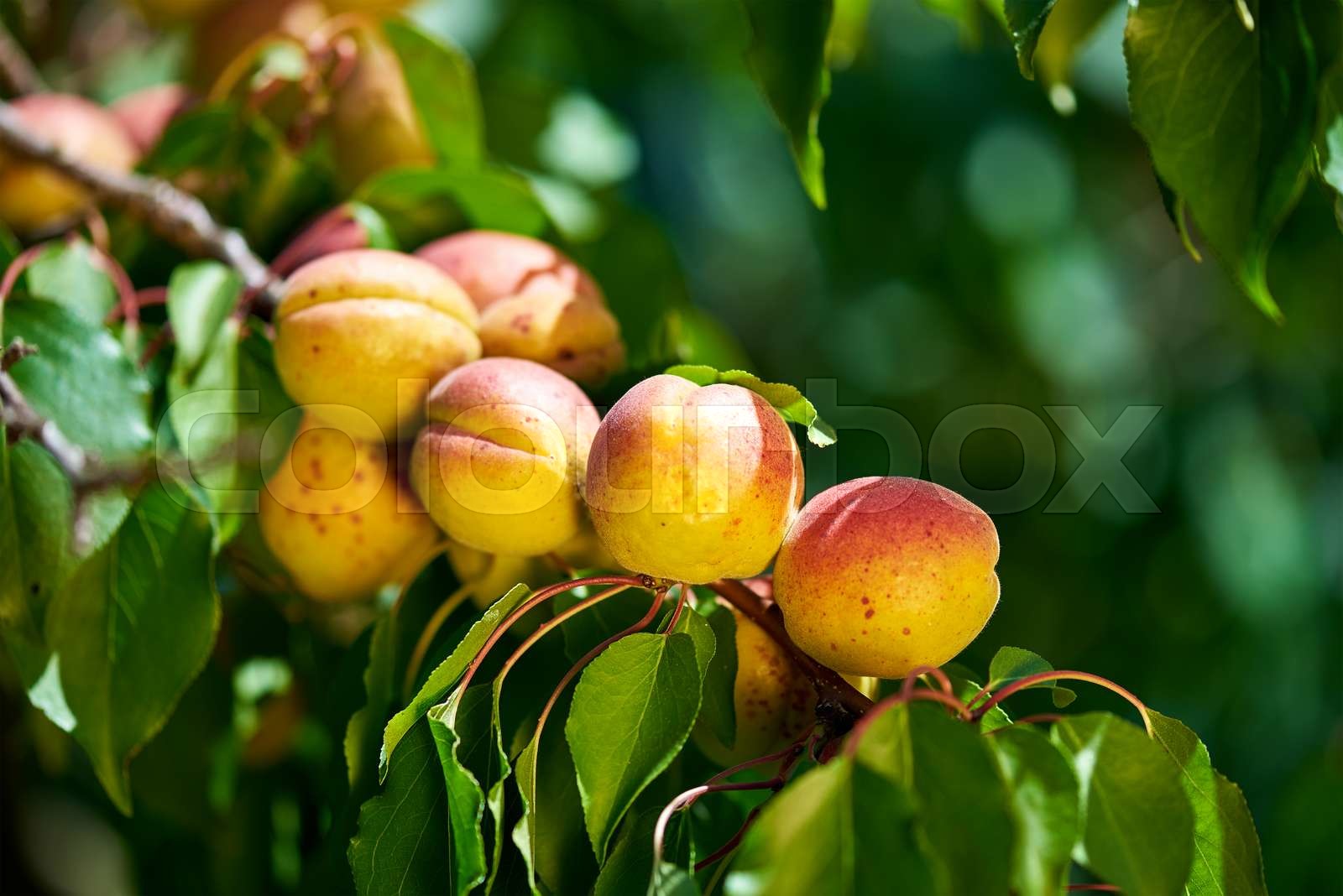 Apricot tree branch | Stock image | Colourbox