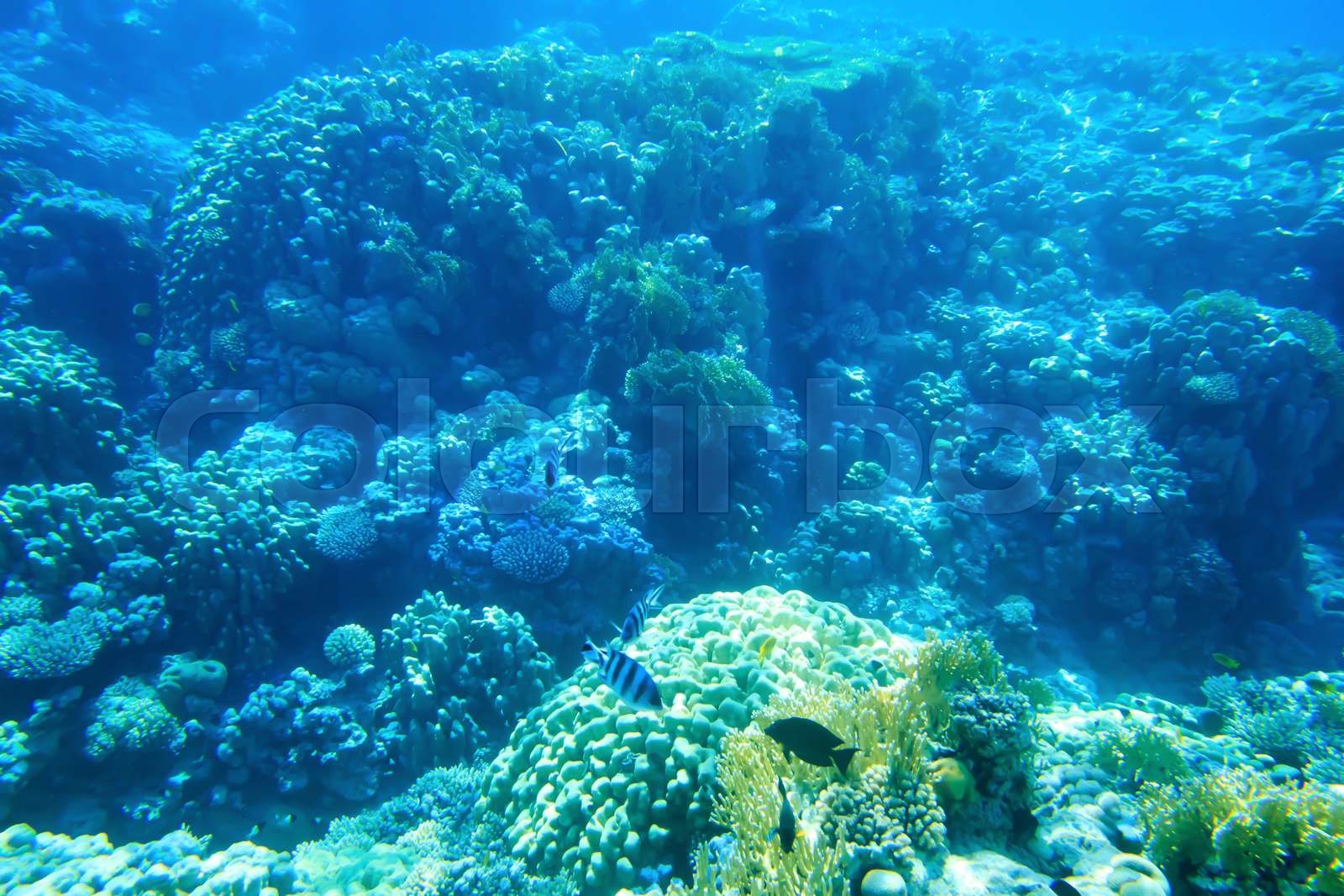 Underwater panorama with fish and coral | Stock image | Colourbox