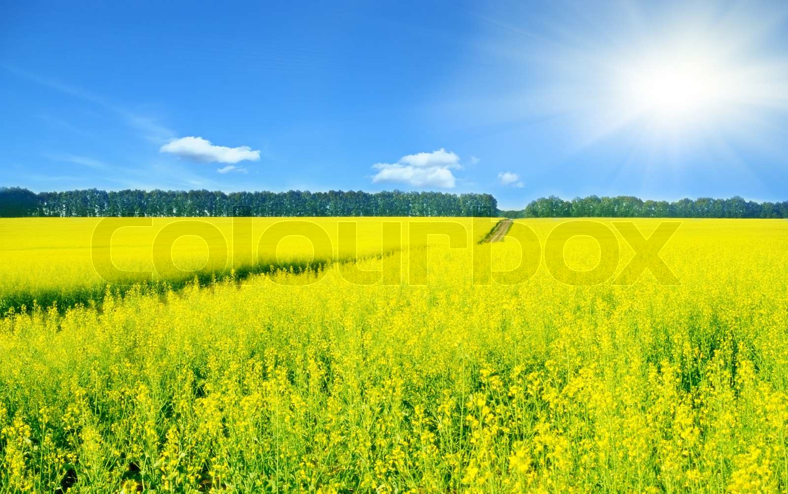 Landschaft mit Raps Blumen und Sonne | Stock Bild | Colourbox