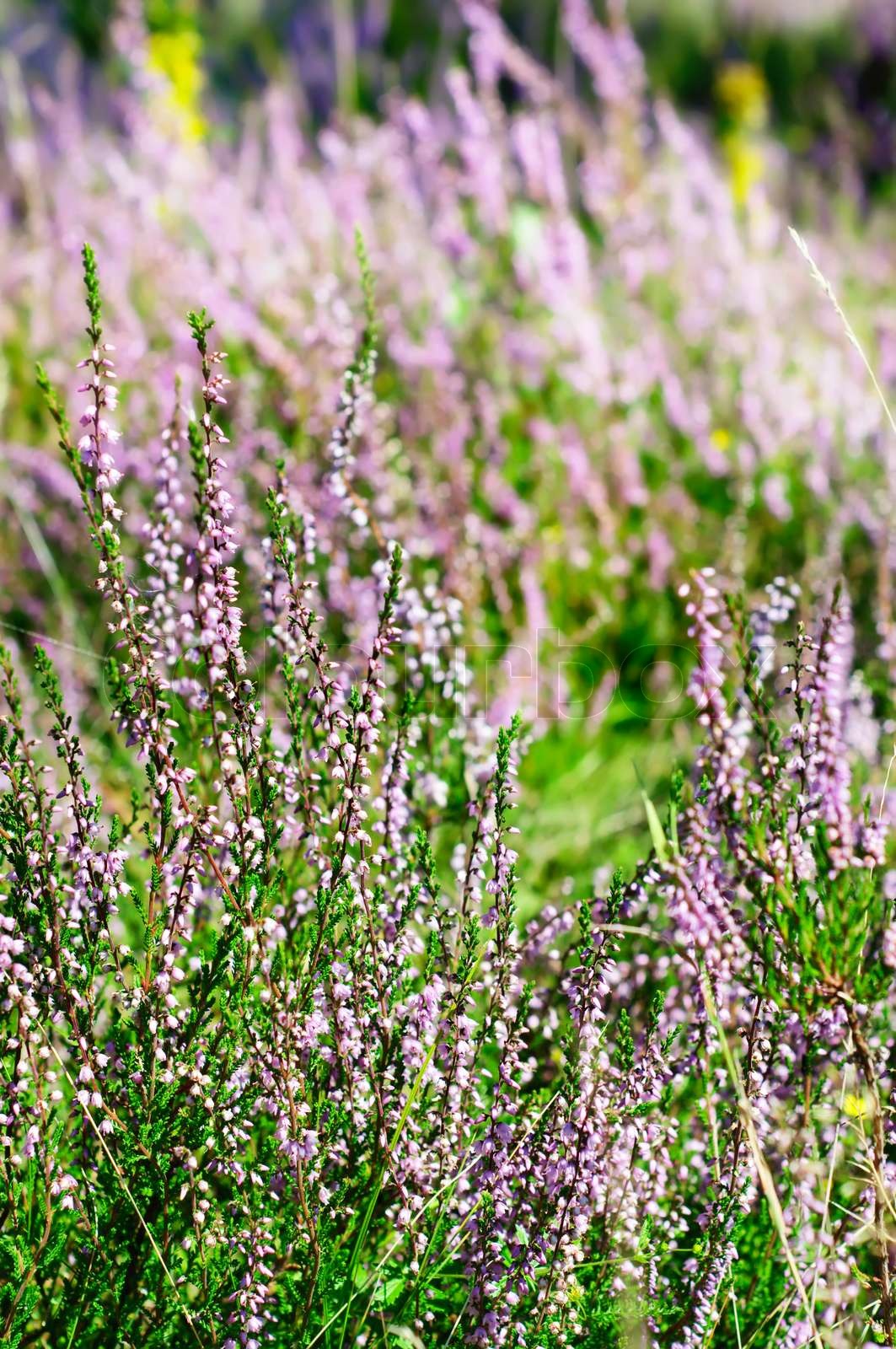 Blooming heather flowers on the green meadow | Stock image | Colourbox