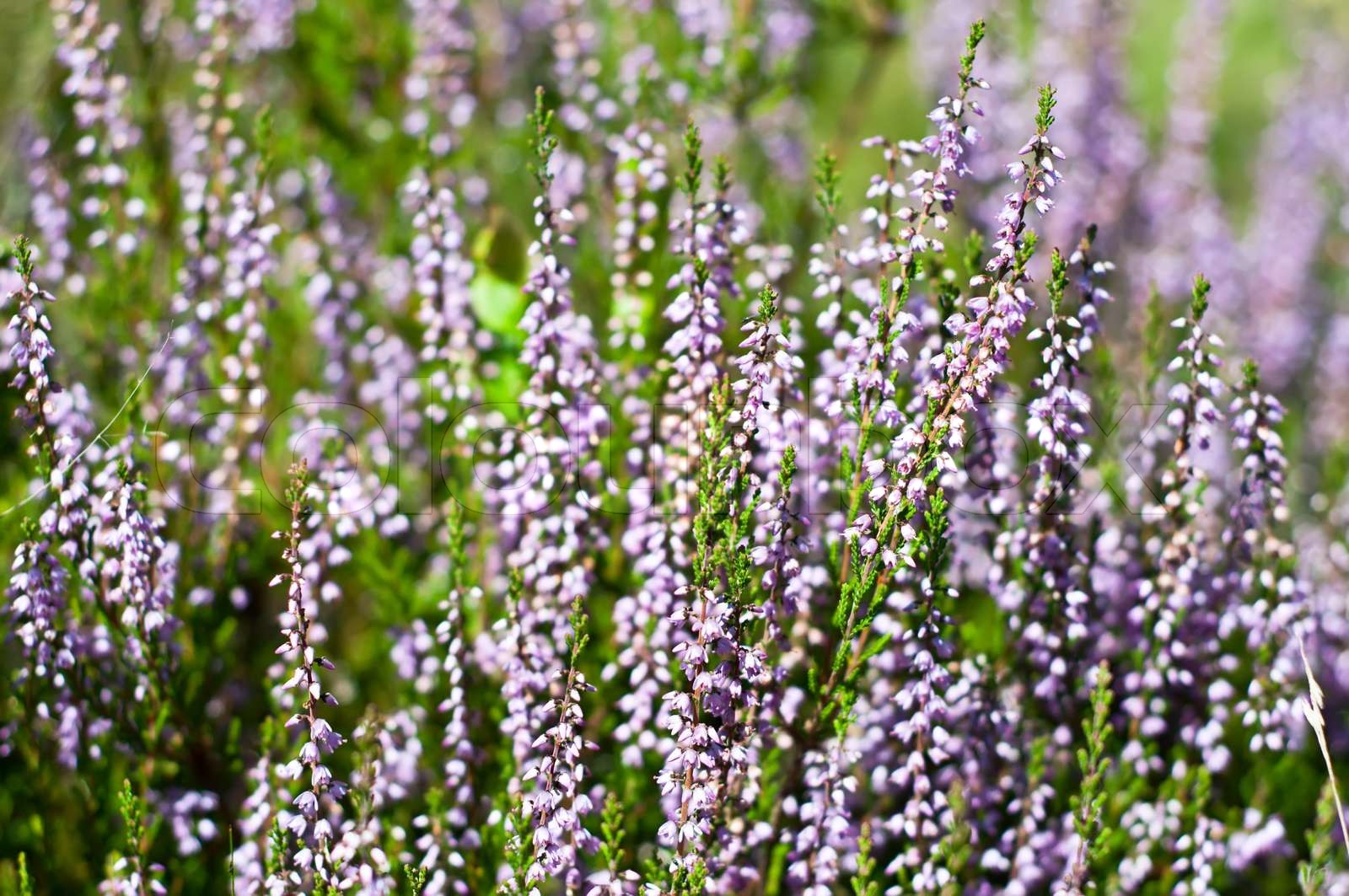 Blomstrende lyng blomster på den grønne eng | Stock foto | Colourbox