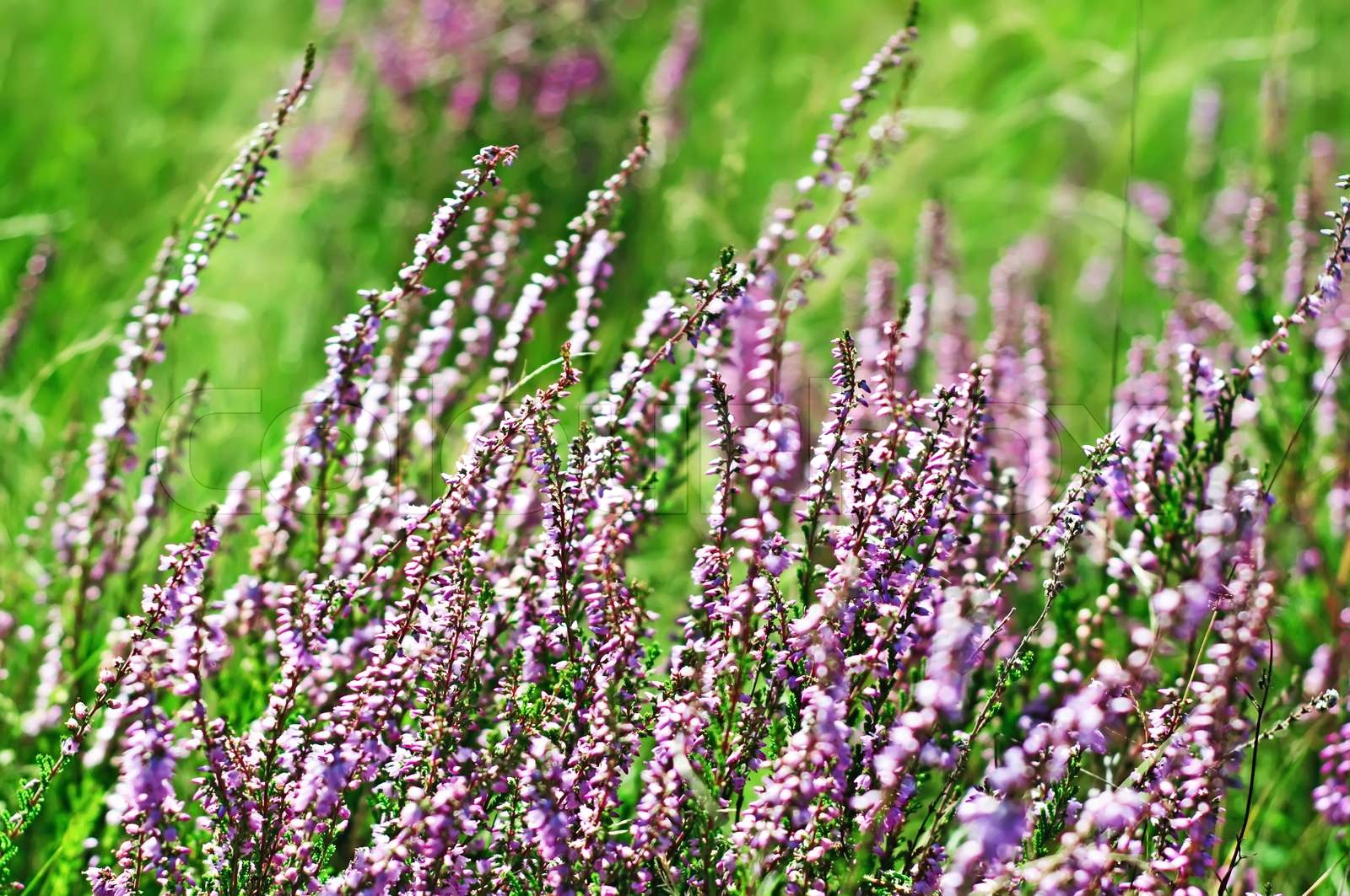 Blomstrende lyng blomster på den grønne eng | Stock foto | Colourbox