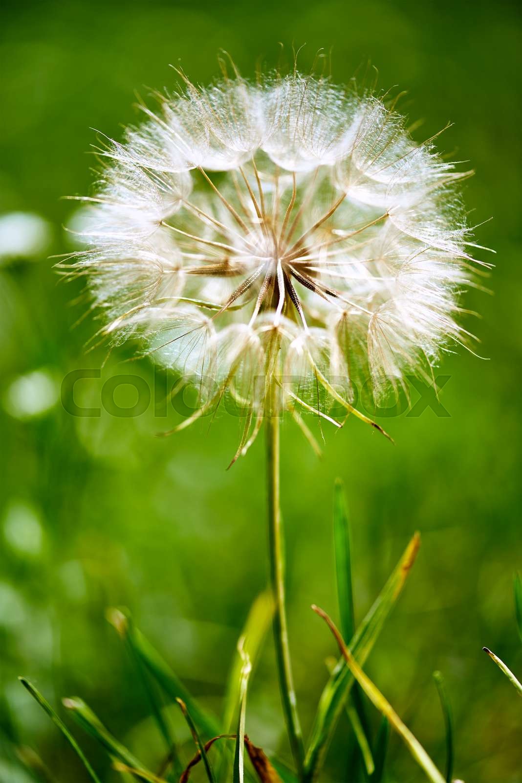 Dandelion | Stock image | Colourbox