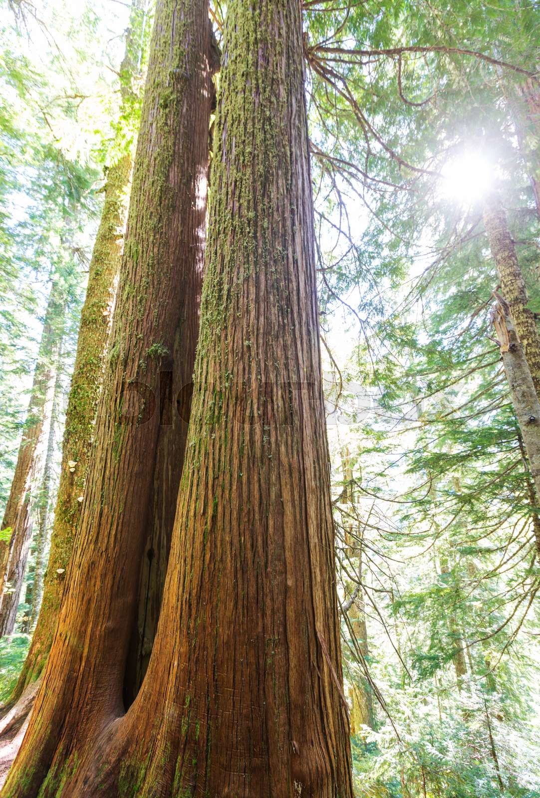 Sequoia | Stock image | Colourbox