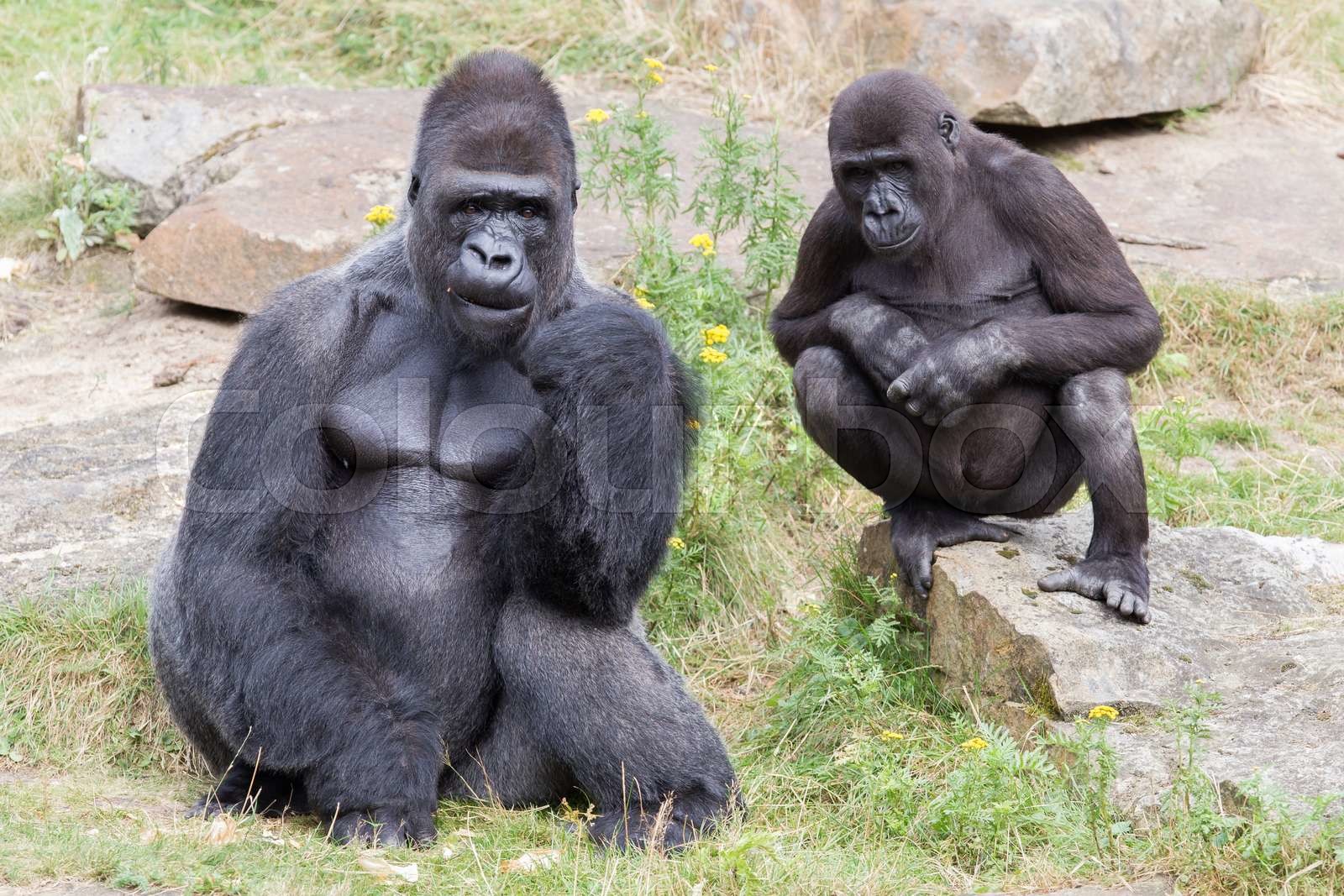 Silver backed male Gorilla | Stock image | Colourbox