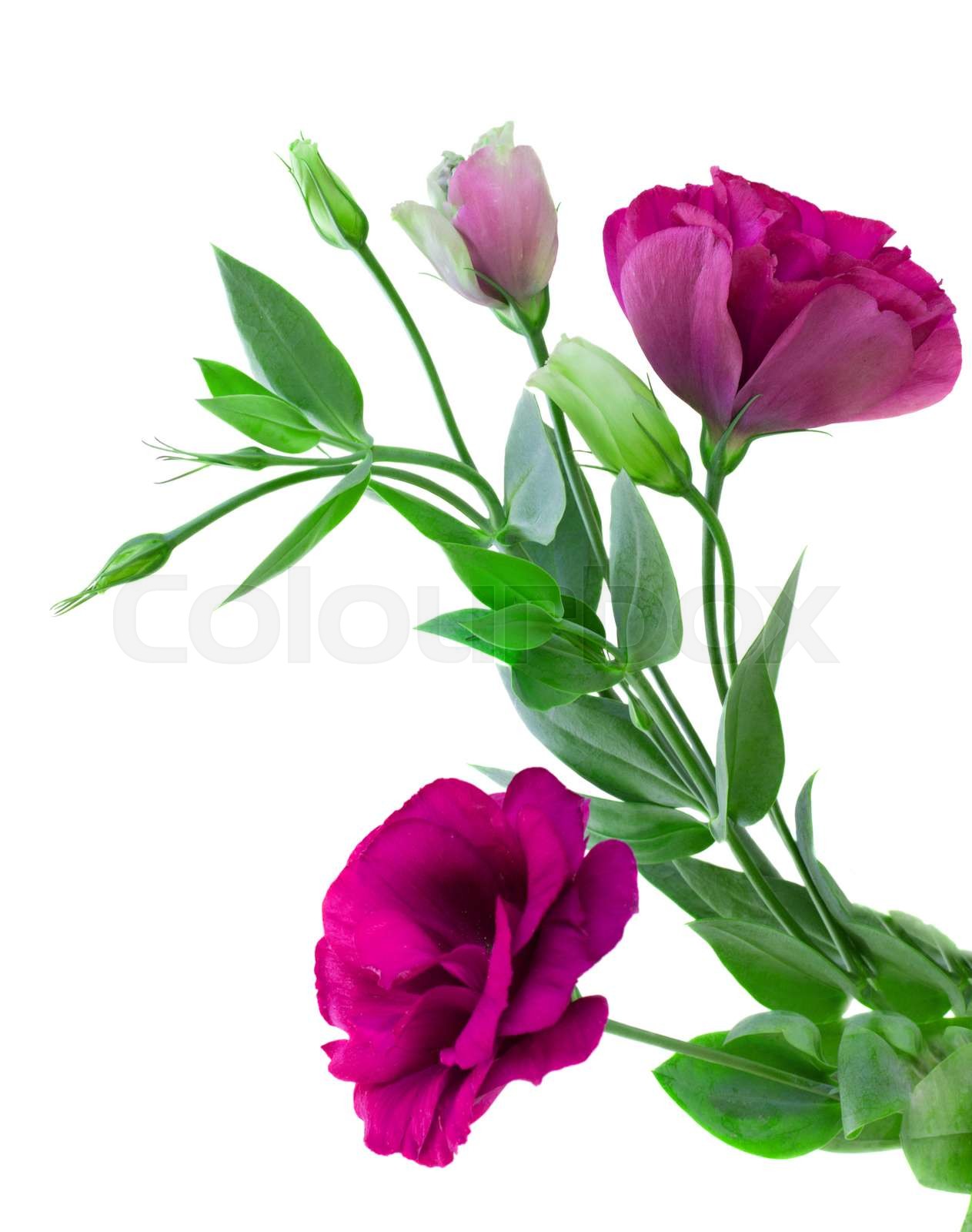 Eustoma flowers | Stock image | Colourbox