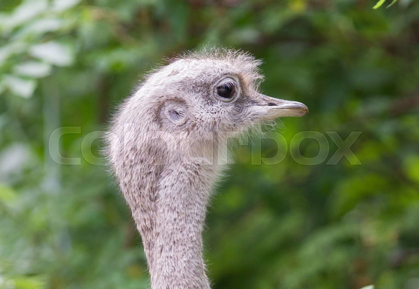 Rhea (Rhea pennata) | Stock image | Colourbox