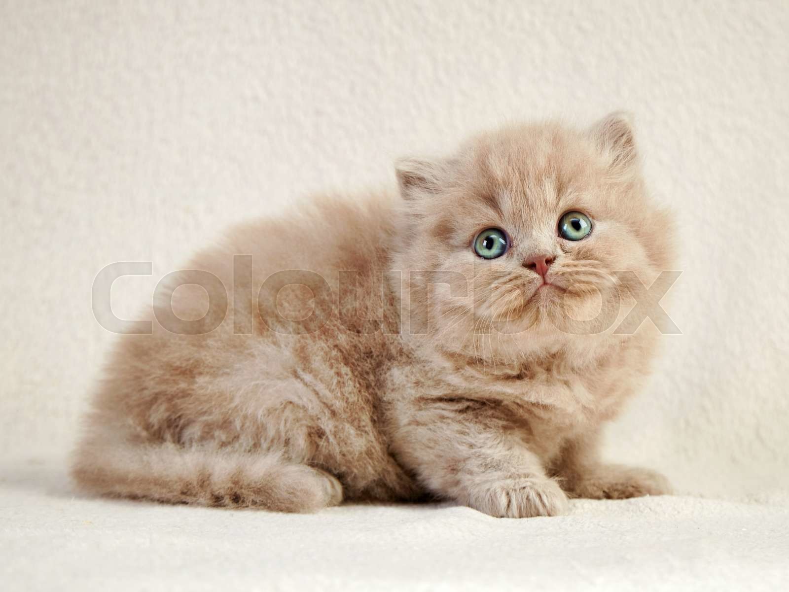 british long hair kitten | Stock image | Colourbox