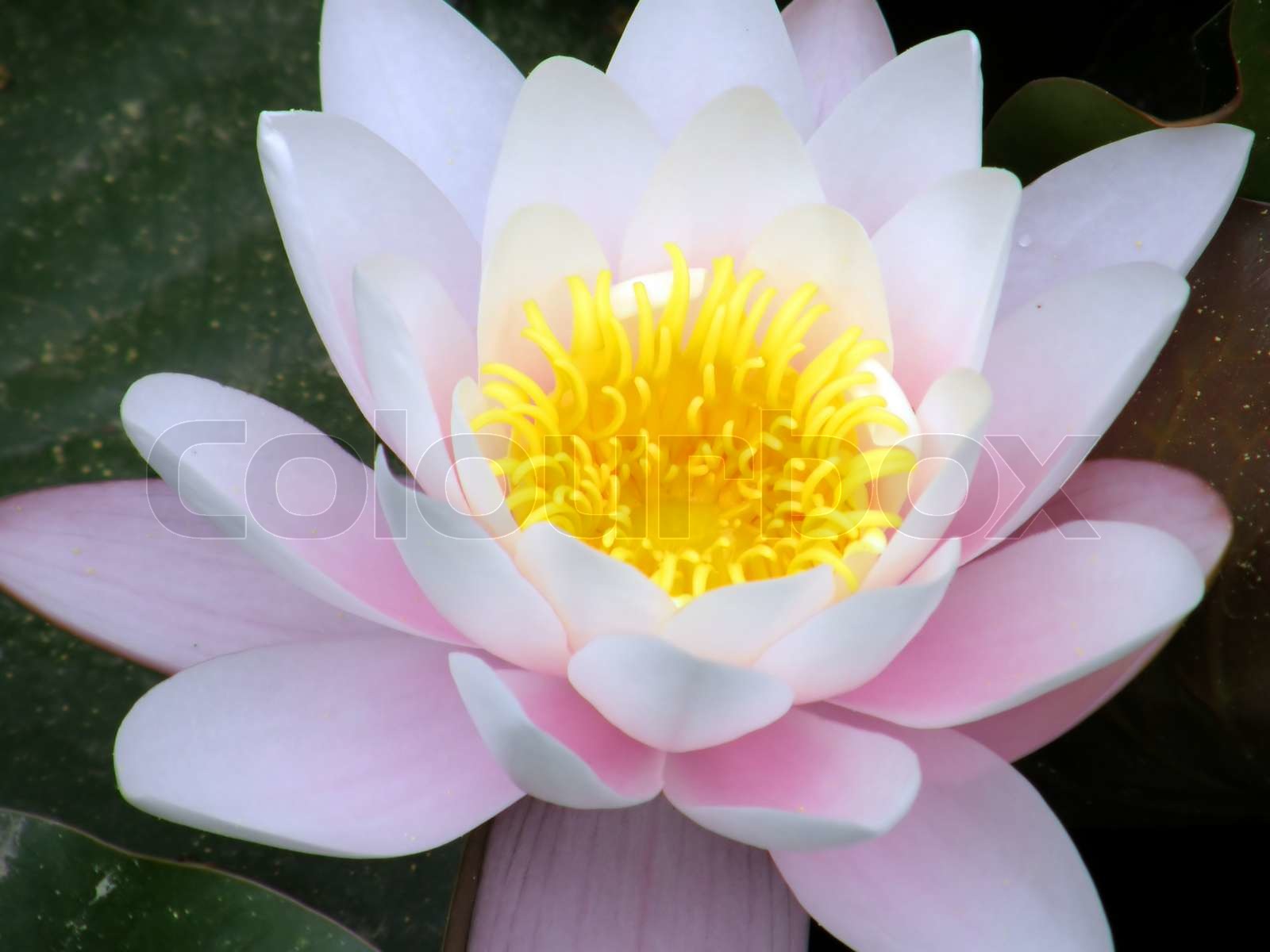 Beautiful water lily | Stock image | Colourbox