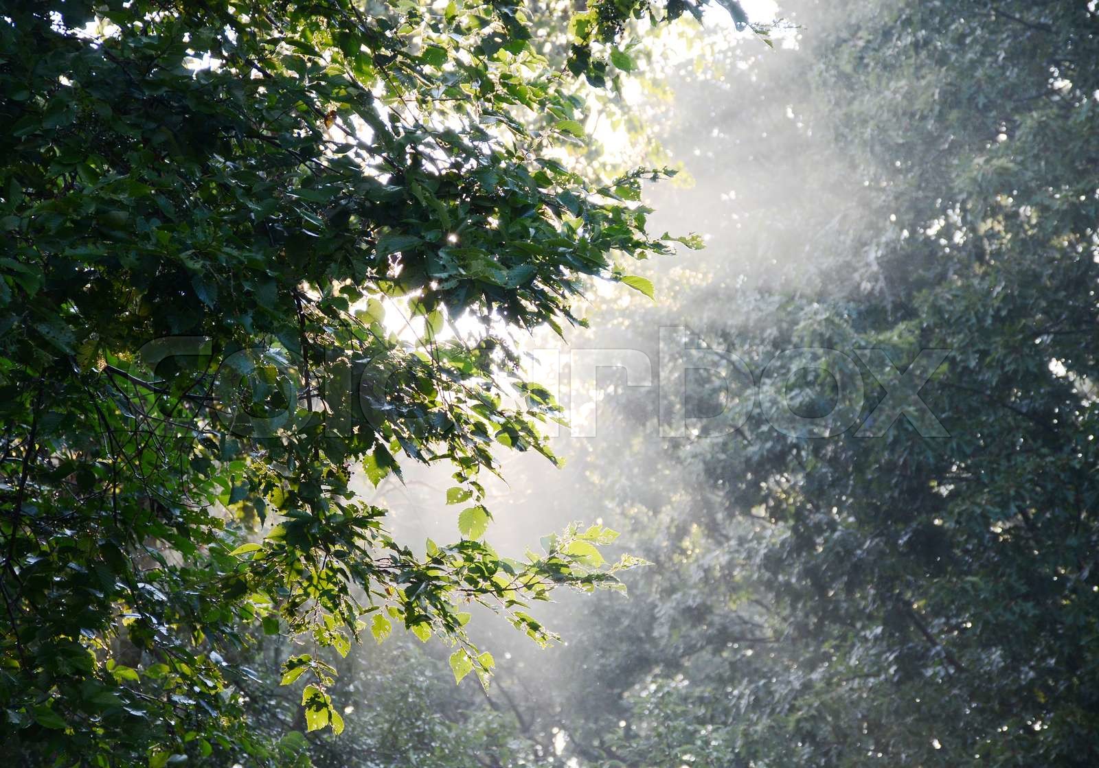 Sun rays | Stock image | Colourbox