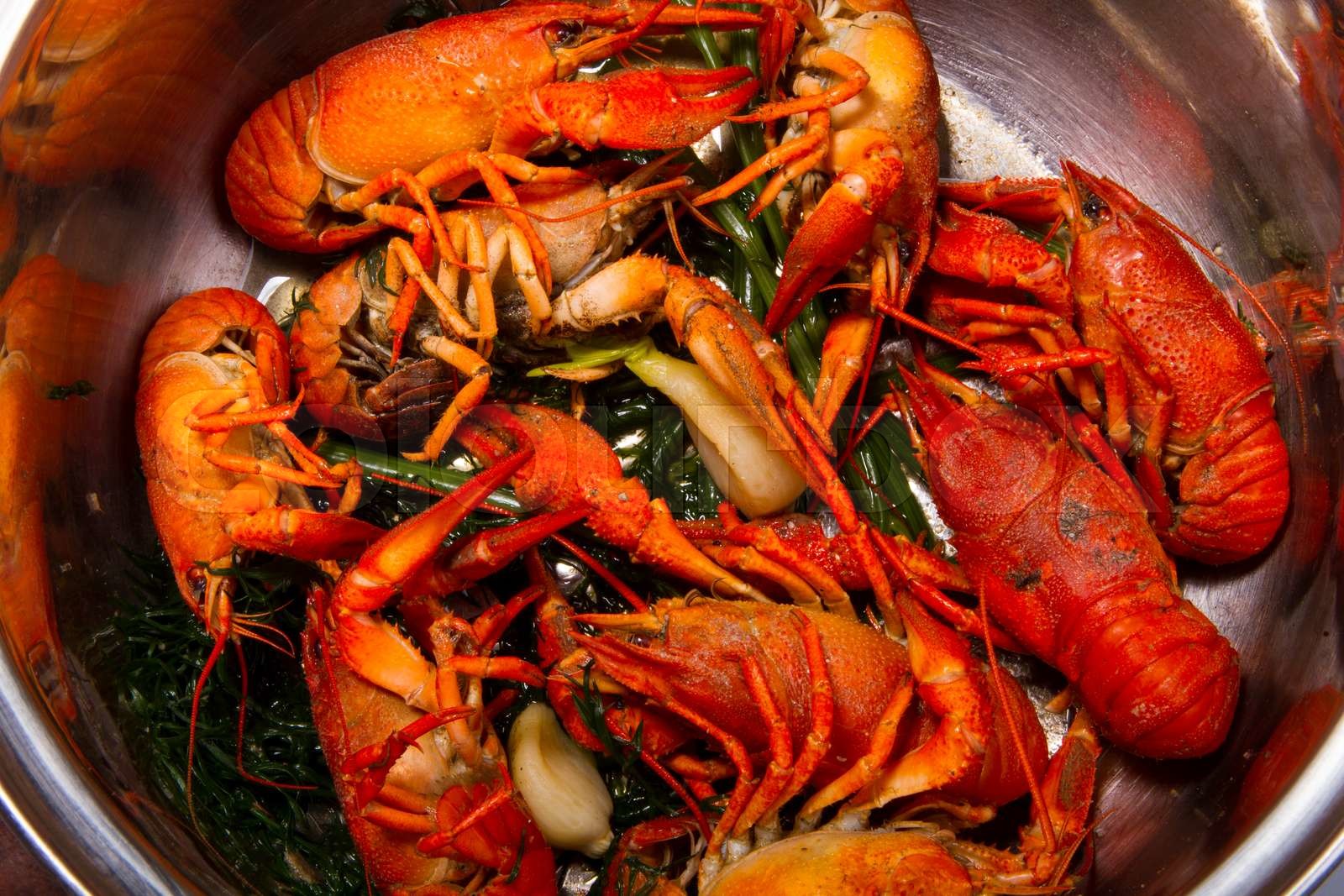 Crayfish | Stock image | Colourbox