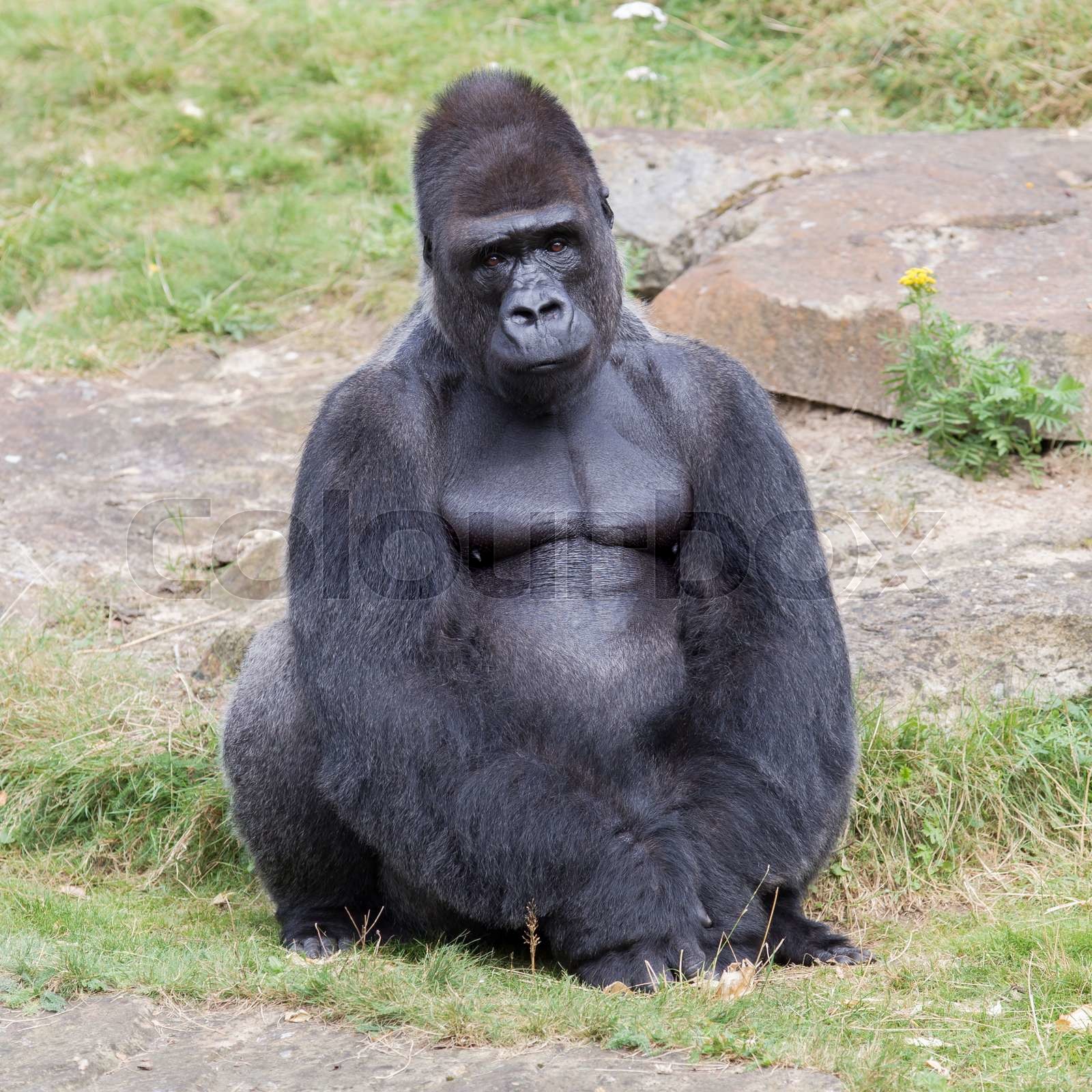 Silver backed male Gorilla | Stock image | Colourbox