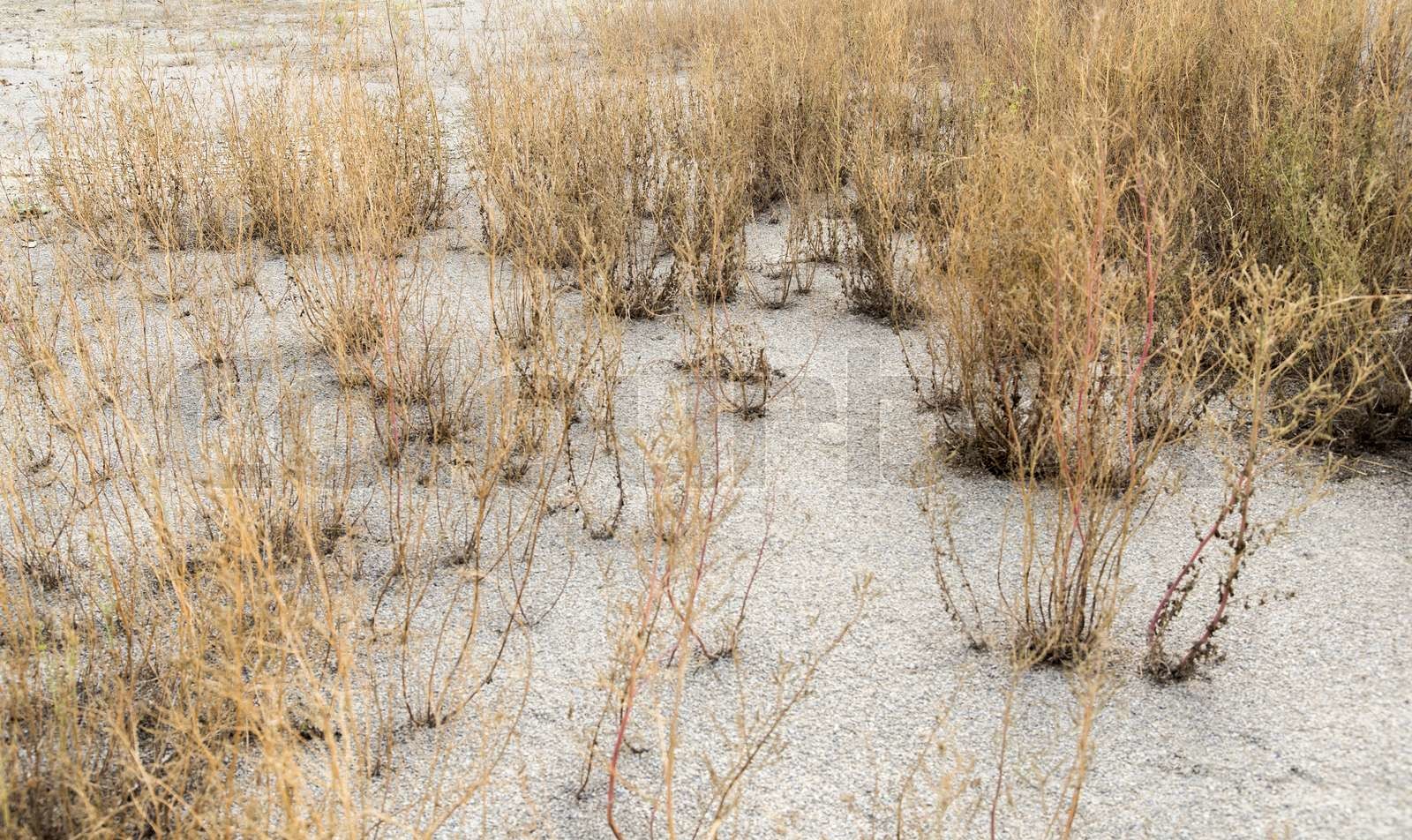 arid environment | Stock image | Colourbox