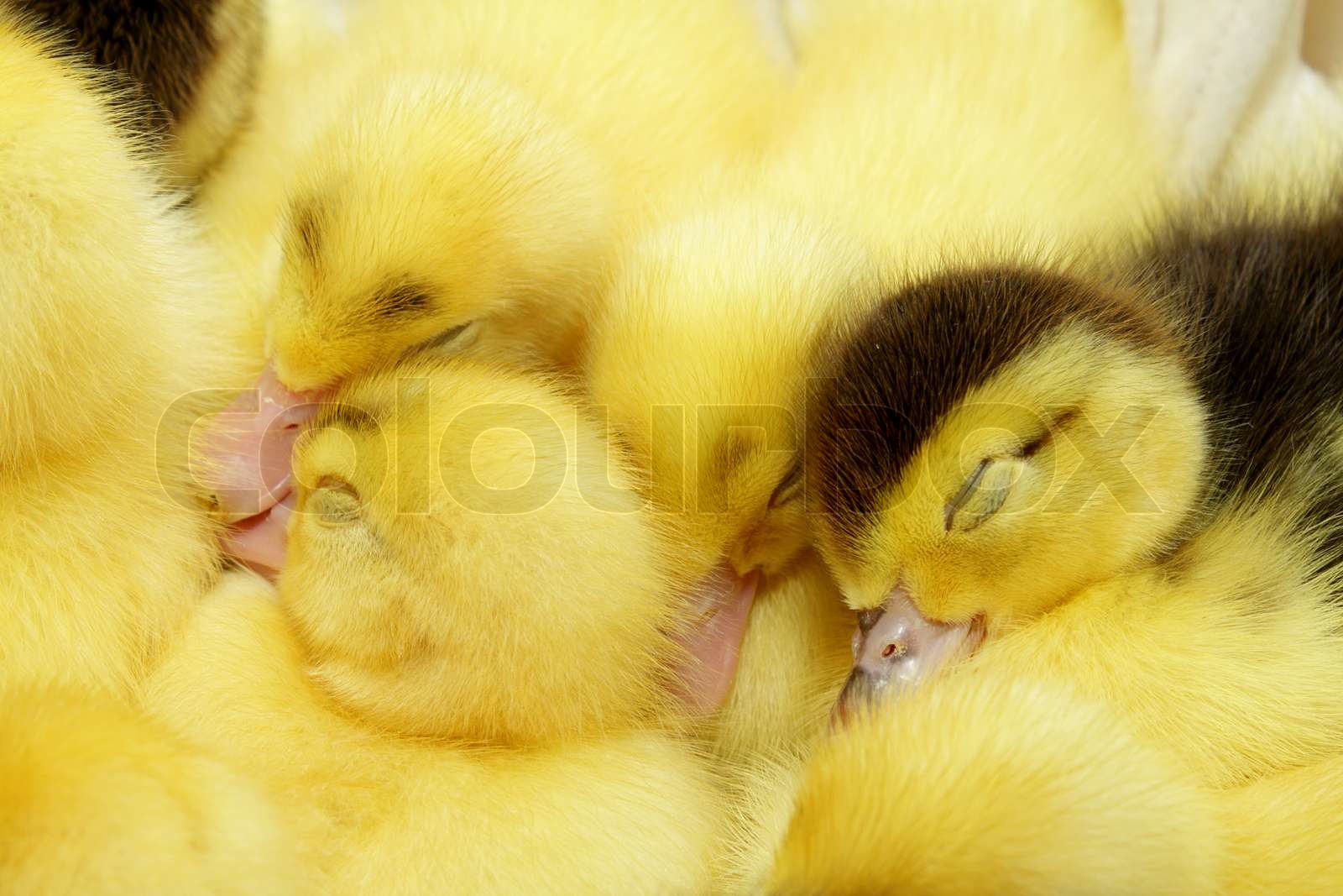 Gruppe von gelben und schwarzen Enten schlafen togather | Stock Bild ...