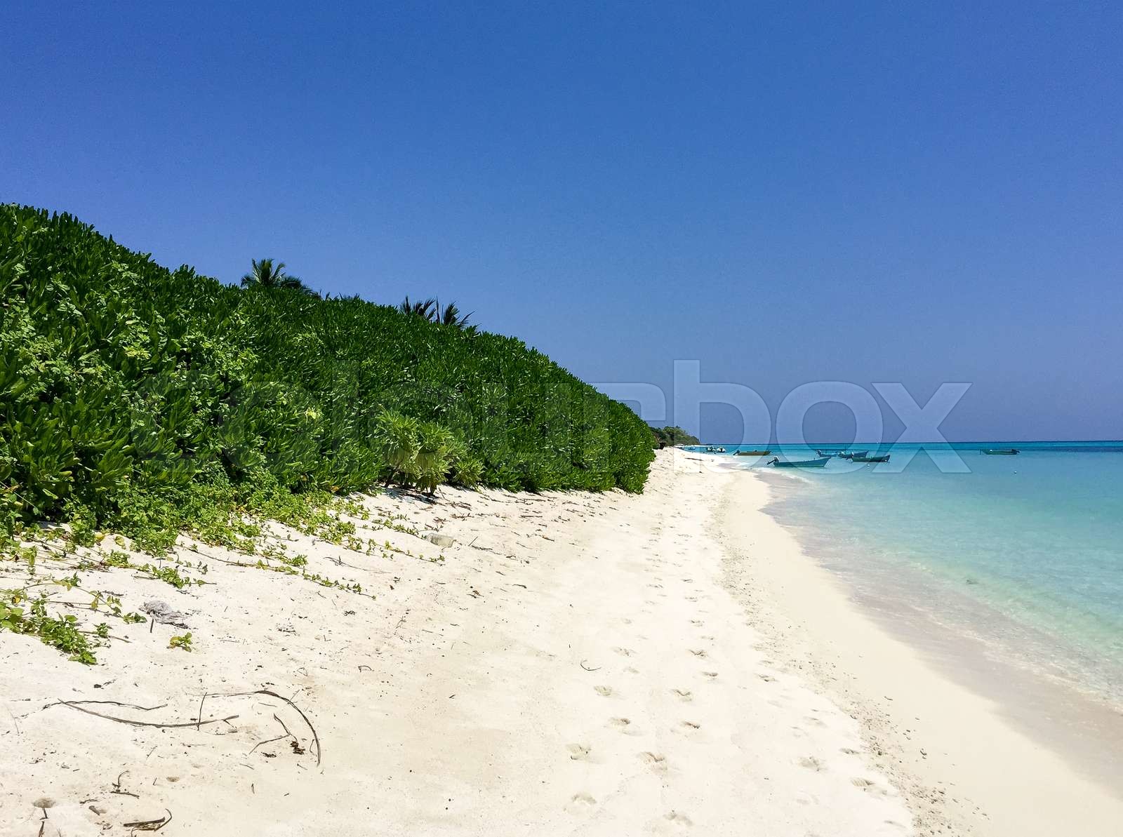 Vegetation of Maldive Islands | Stock image | Colourbox