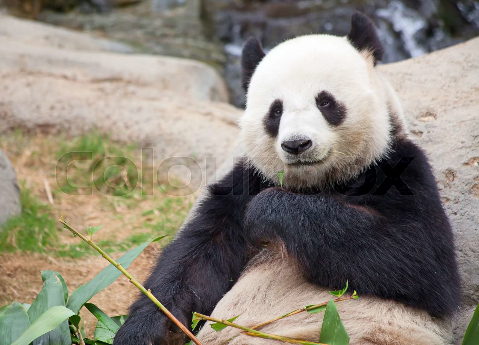 Panda bear | Stock image | Colourbox