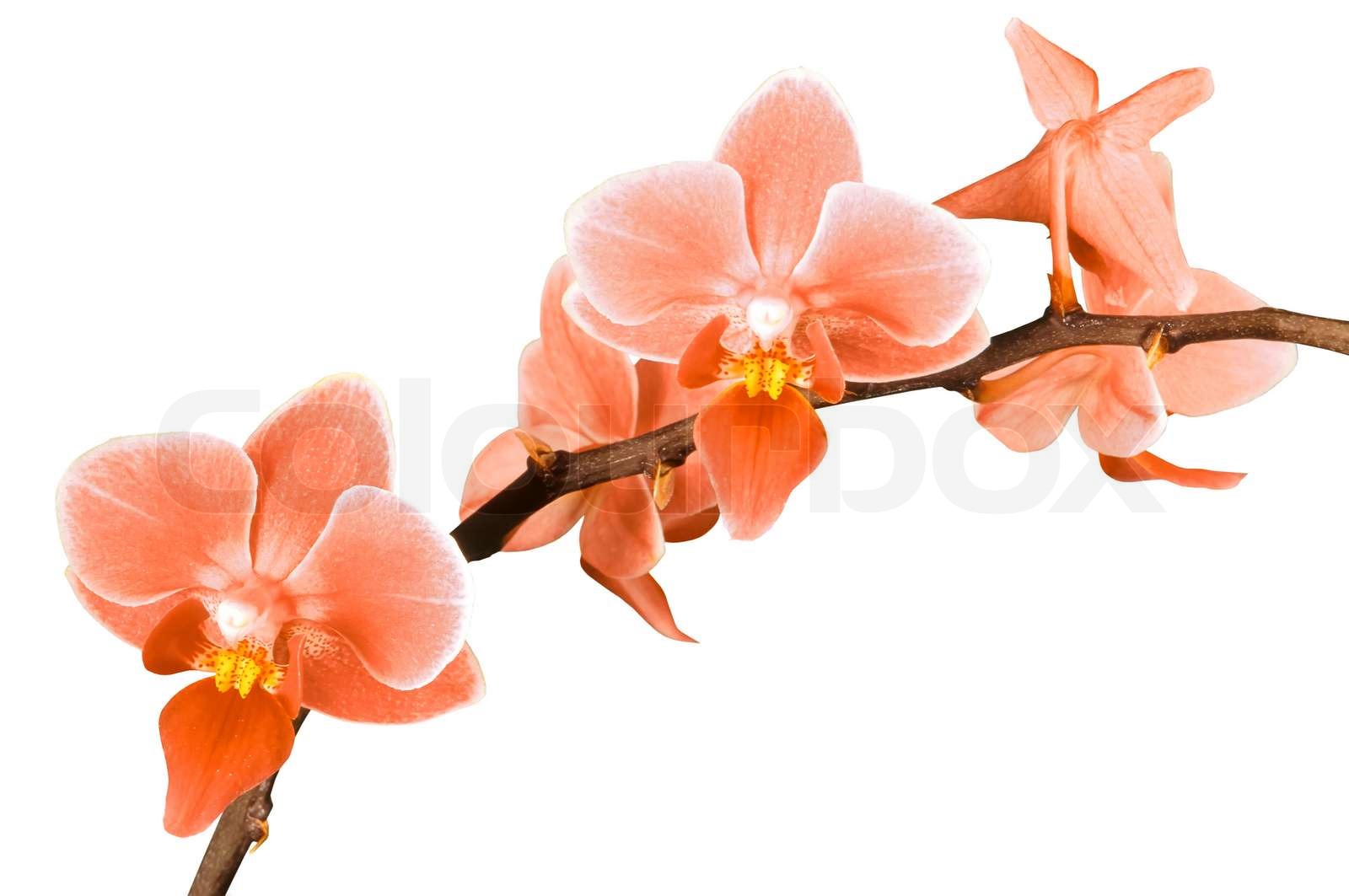 Orange Orchidee isoliert auf weiß | Stock Bild | Colourbox
