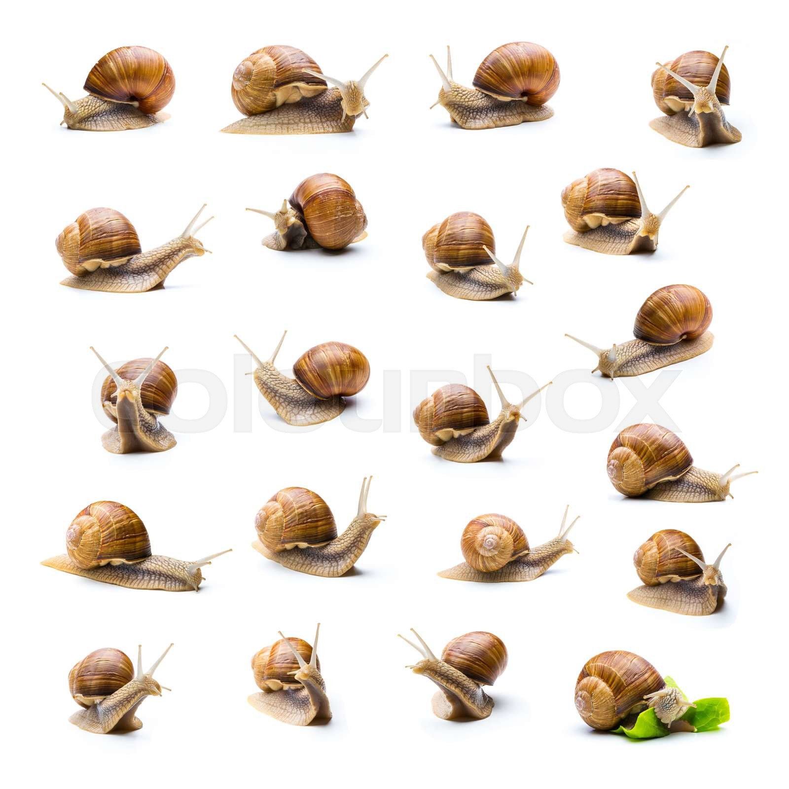 snail collage set | Stock image | Colourbox