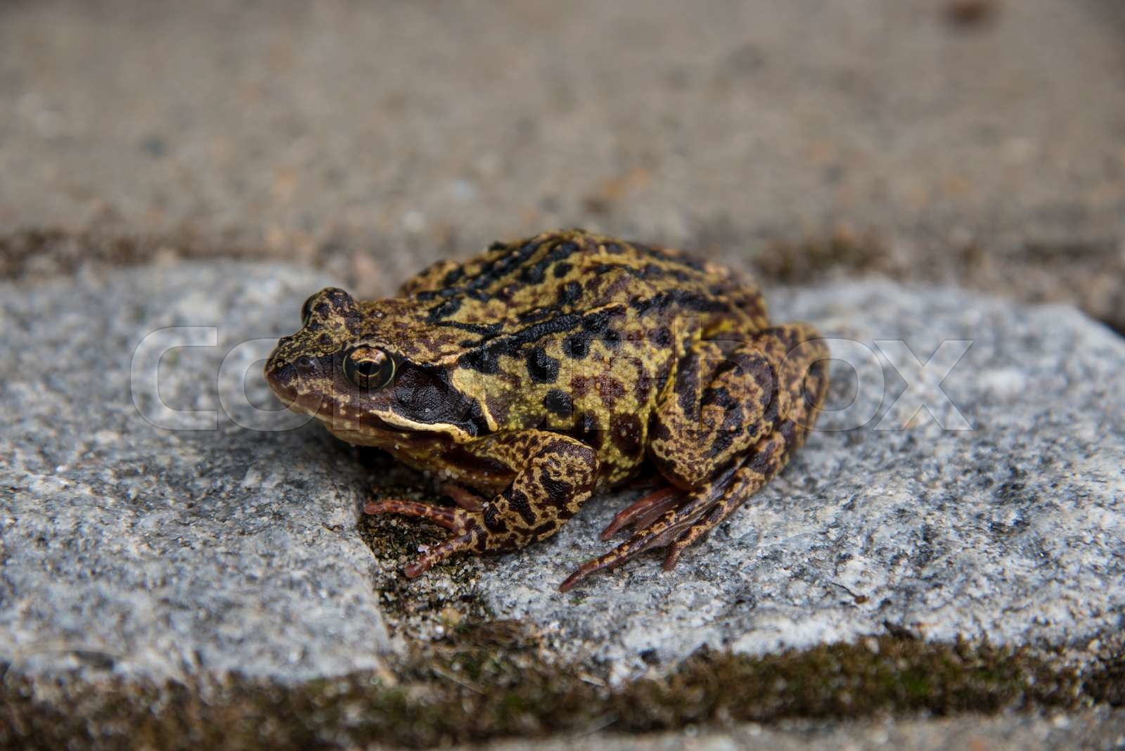 frø eller tudse | Stock foto | Colourbox