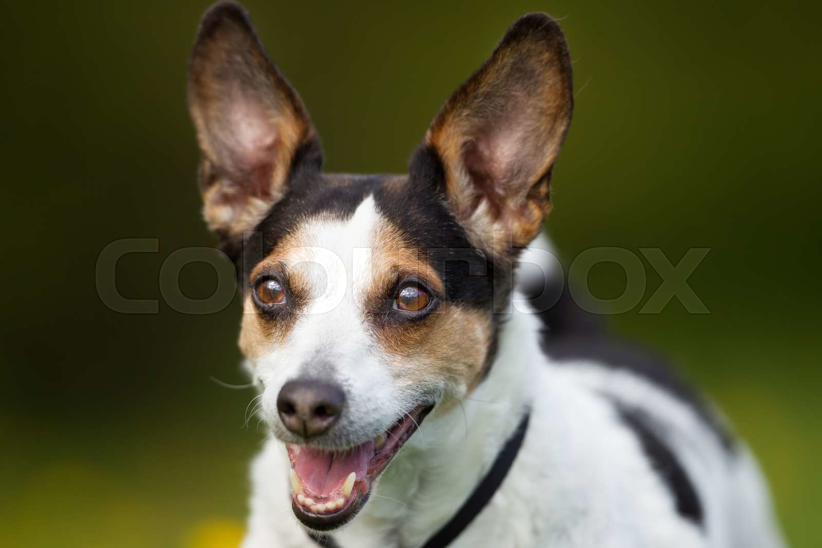Danish Swedish farm dog outdoors in nature | Stock image | Colourbox