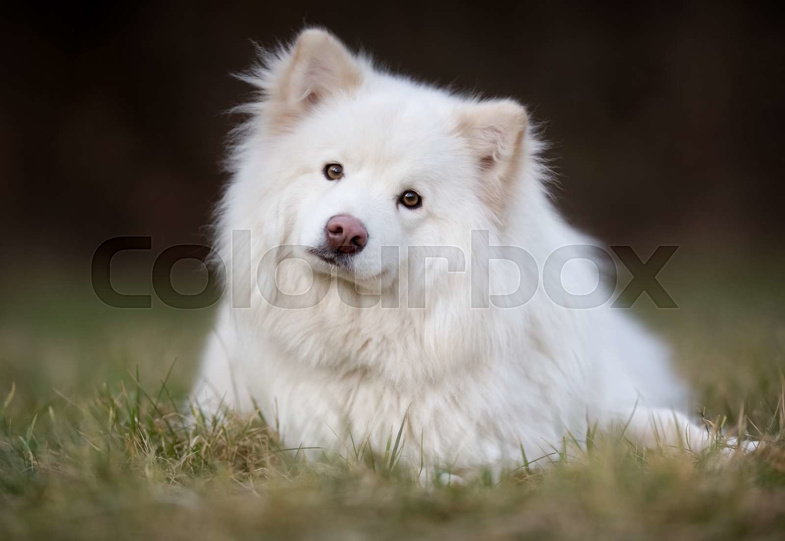 Purebred dog | Stock image | Colourbox