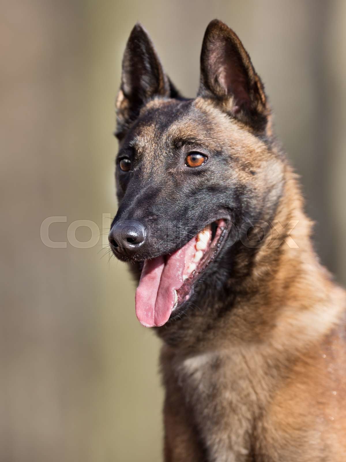 Purebred Belgian Malinois Dog | Stock image | Colourbox