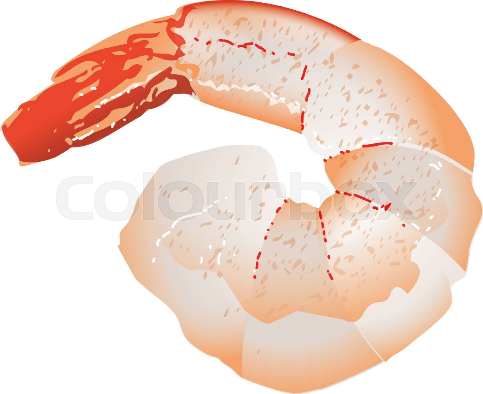 PRAWN | Stock vector | Colourbox