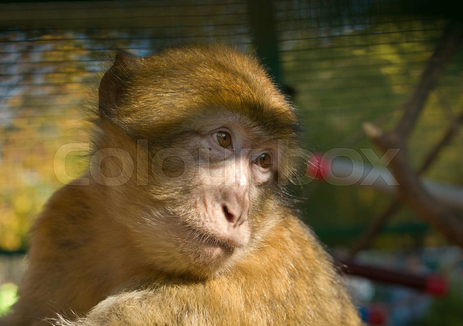 Macaque monkey | Stock image | Colourbox