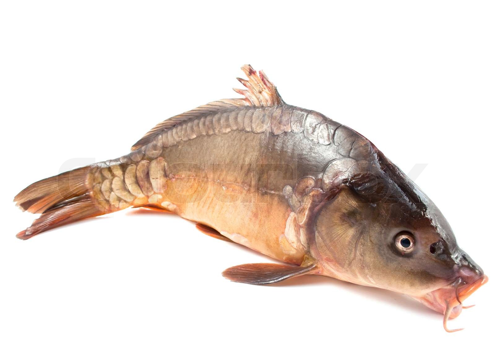 karpe fisk på en hvid baggrund | Stock foto | Colourbox